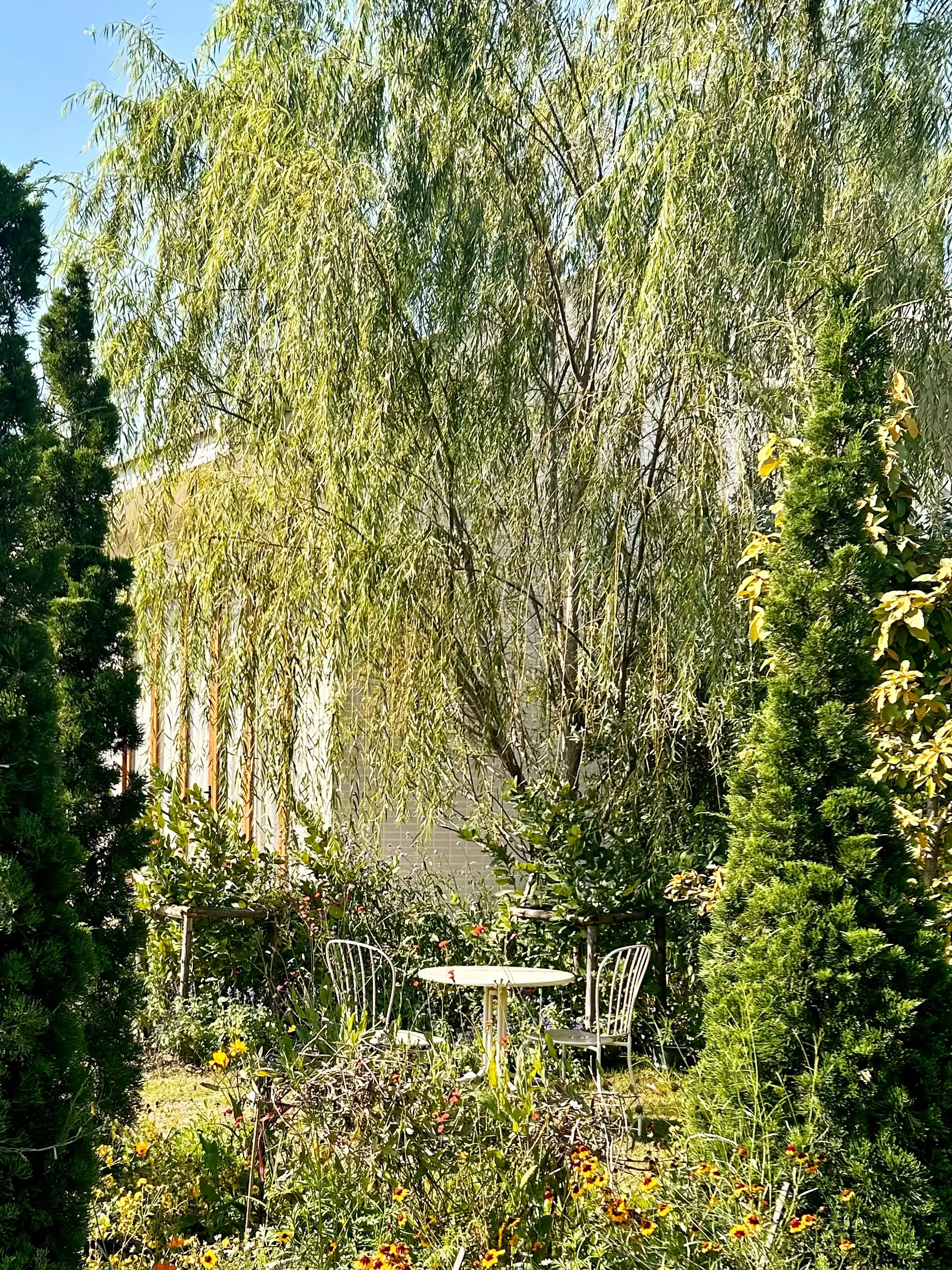 จิบกาแฟชมสวน 🌲🌳 | แกลเลอรีที่โพสต์โดย Ni-tha | Lemon8