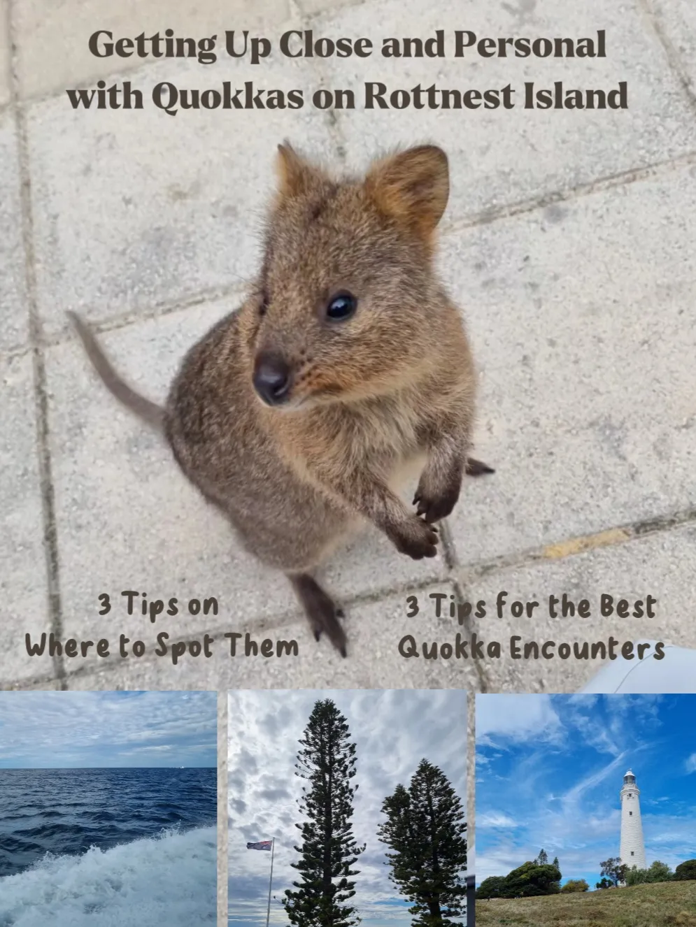 Tips for Spotting Quokkas in Perth Rottnest Island | etherealgiftが投稿したフォトブック | Lemon8