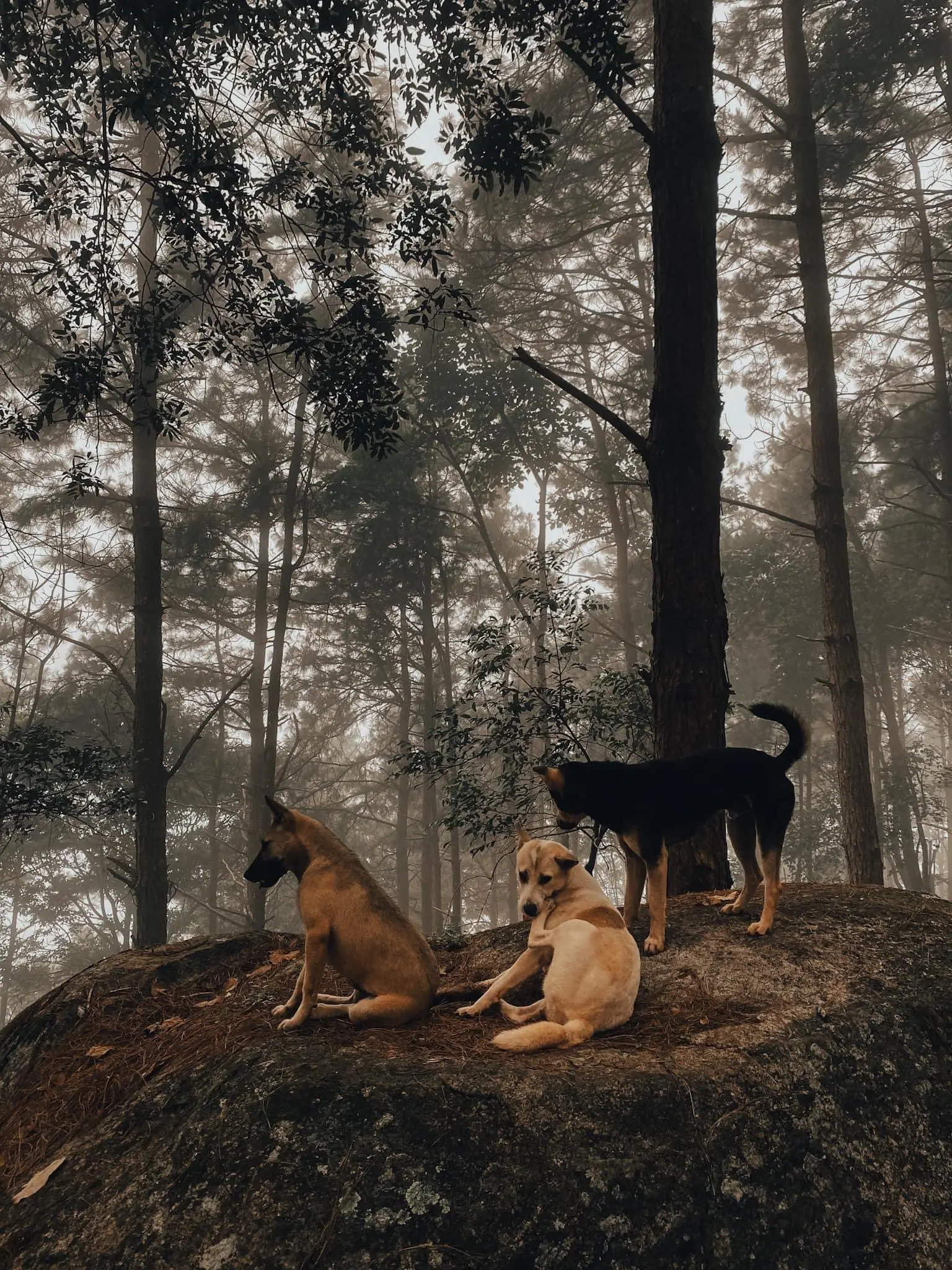 ดอยผาสามเหลี่ยม เดินง่าย ป่าสวย | แกลเลอรีที่โพสต์โดย Nit Niramon | Lemon8