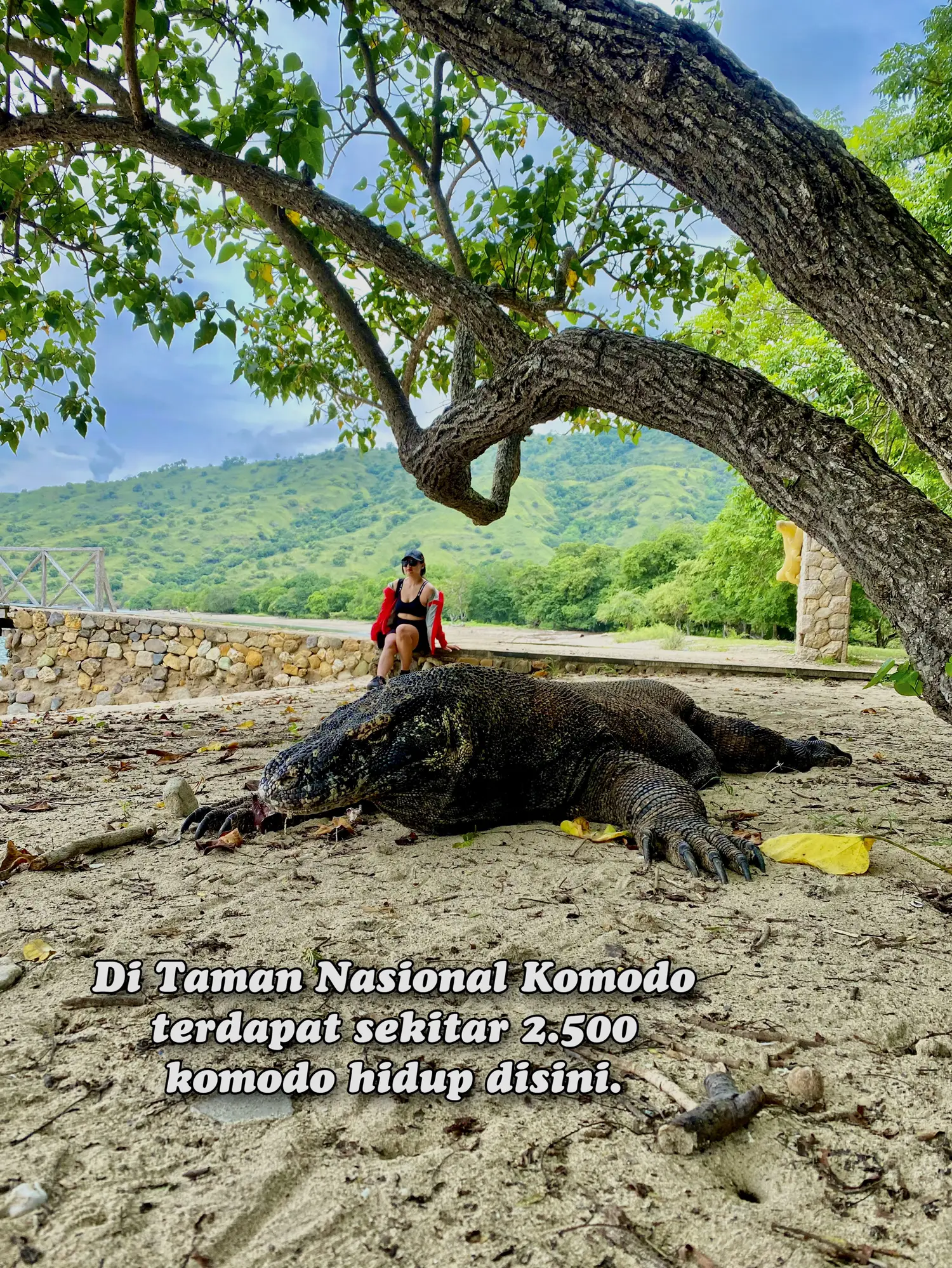 Mengunjungi & Melihat Komodo Dragon Dari Dekat | Galeri diposting oleh ...