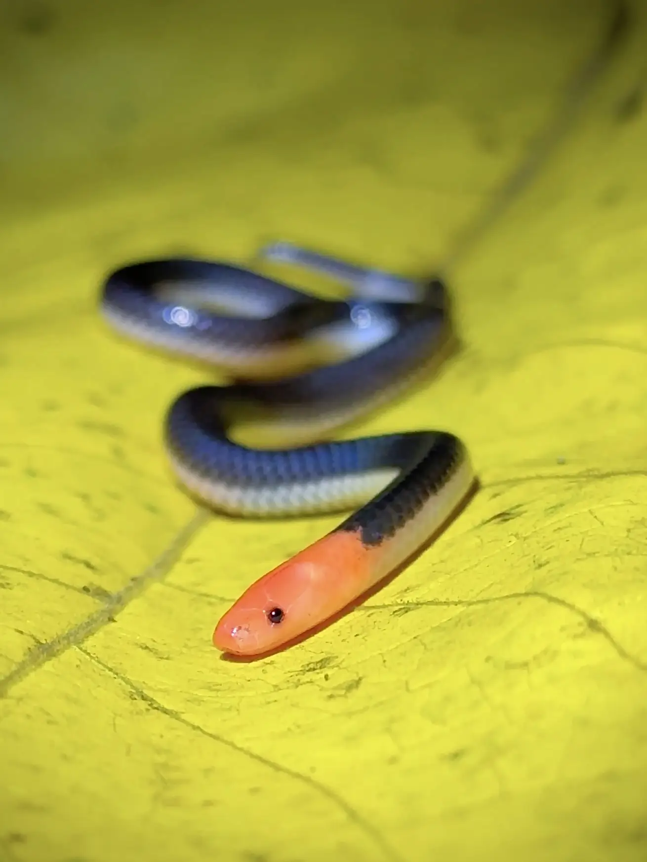 Pink-headed Reed snake - wildlife of Singapore | Gallery posted by ...