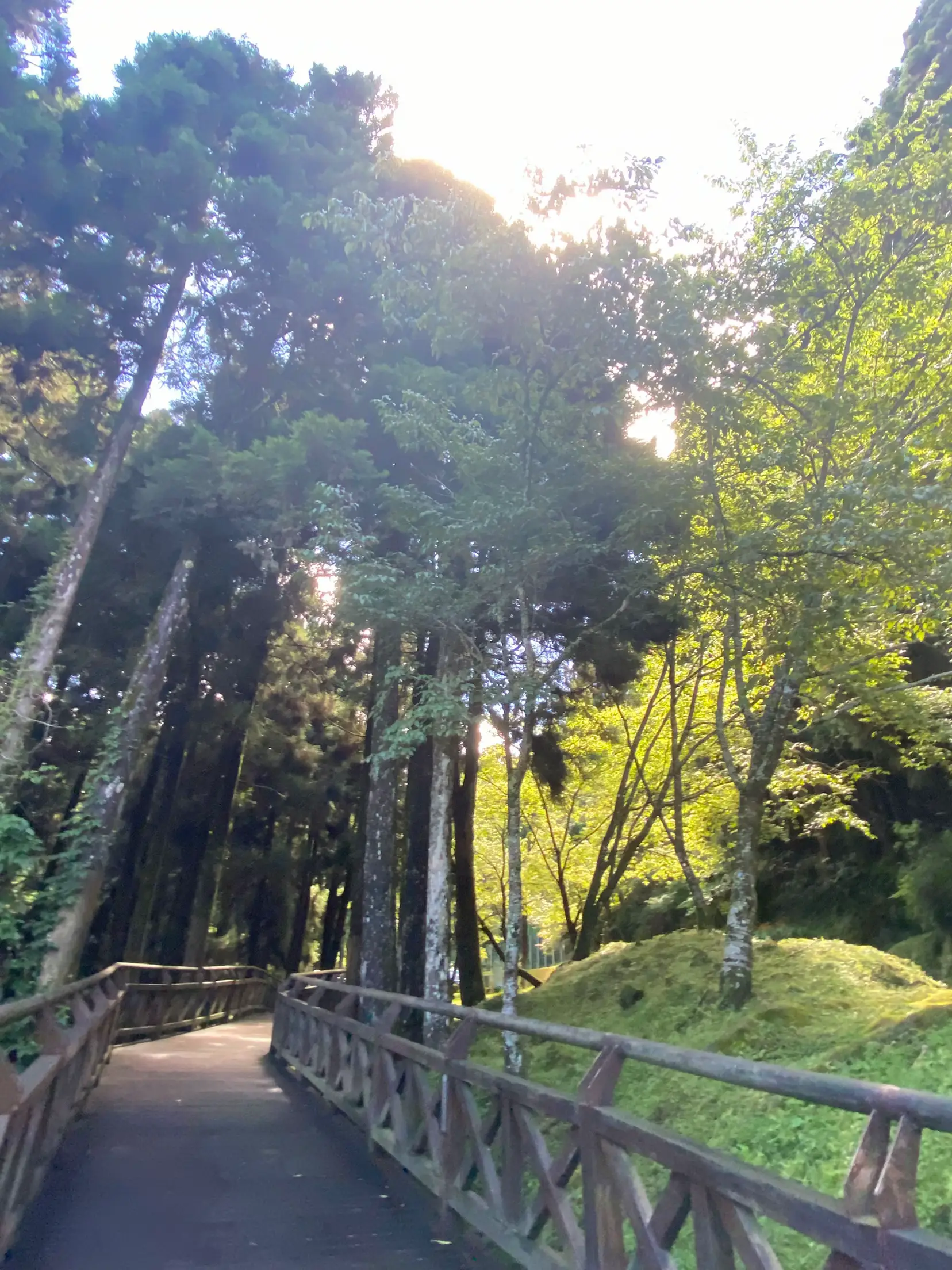 Alishan hiking trails for beginners - การค้นหาใน Lemon8