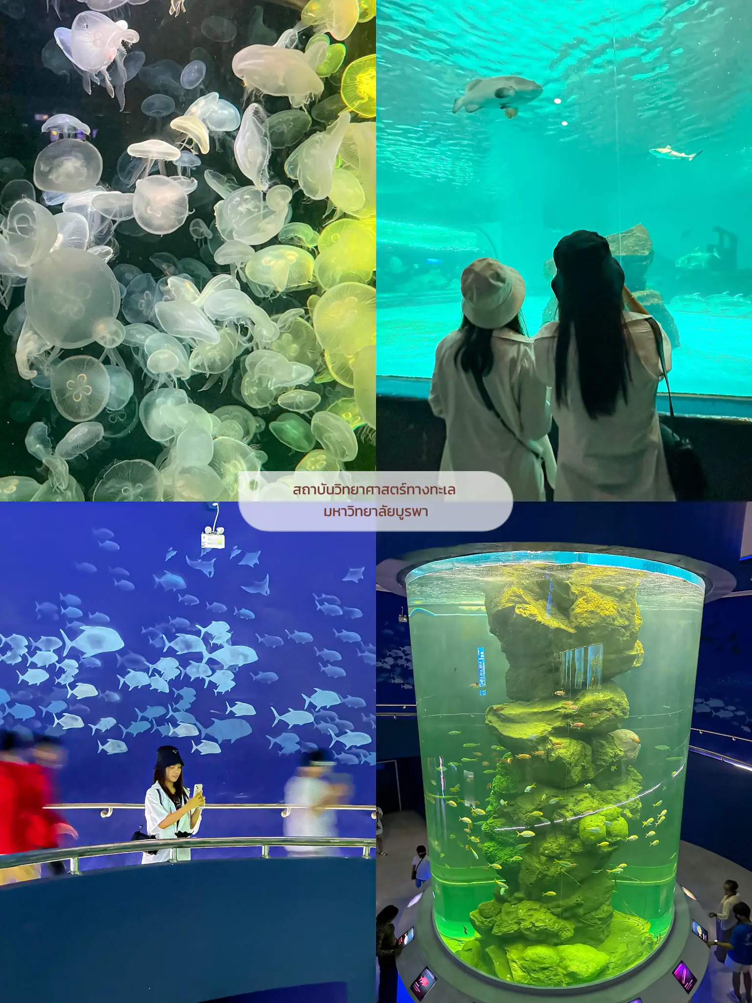 เที่ยวบางแสน 1 วัน กิจกรรมครบ !!! | แกลเลอรีที่โพสต์โดย MiniMol_diary📒 ...