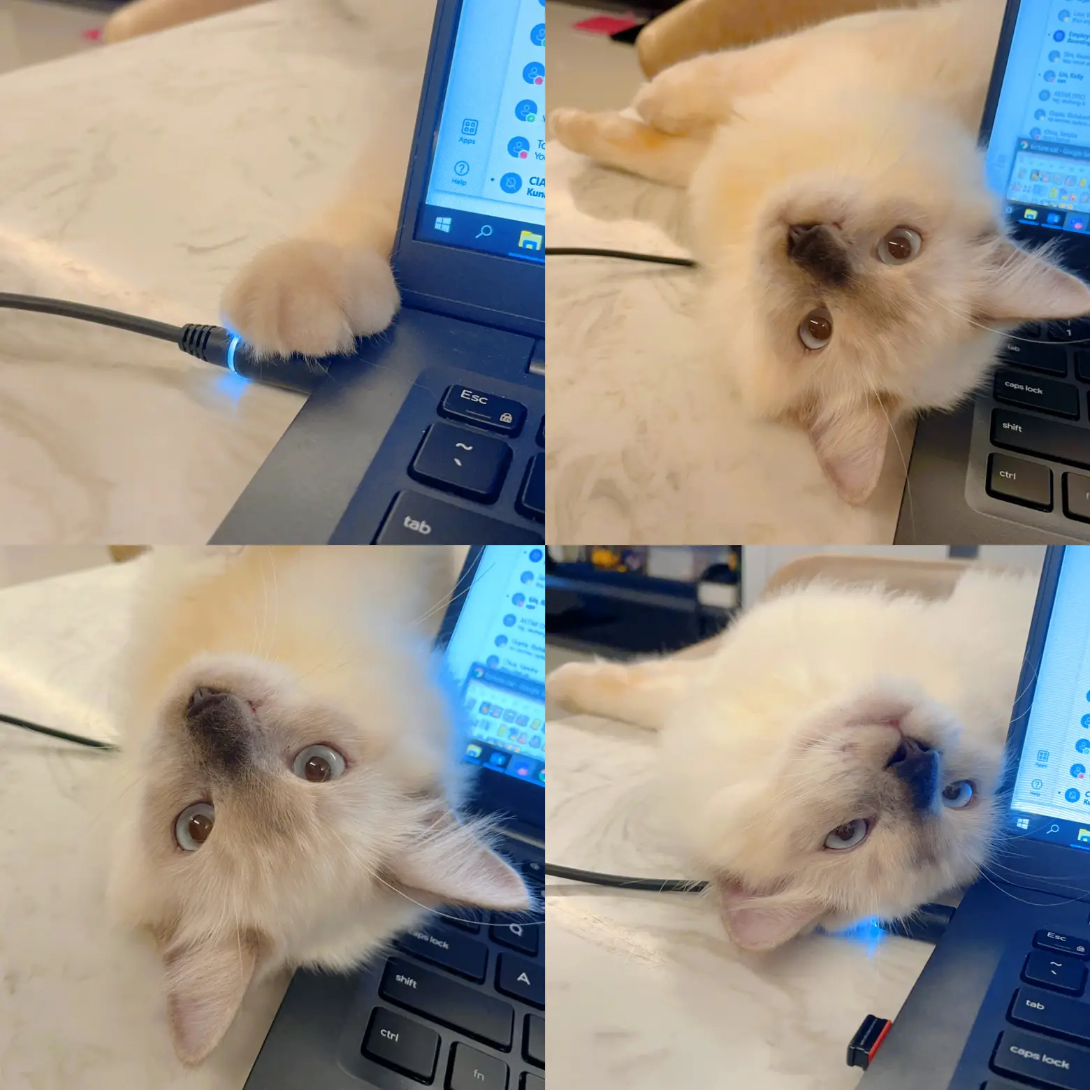 Hunter the ragdoll | แกลเลอรีที่โพสต์โดย Jaylene | Lemon8