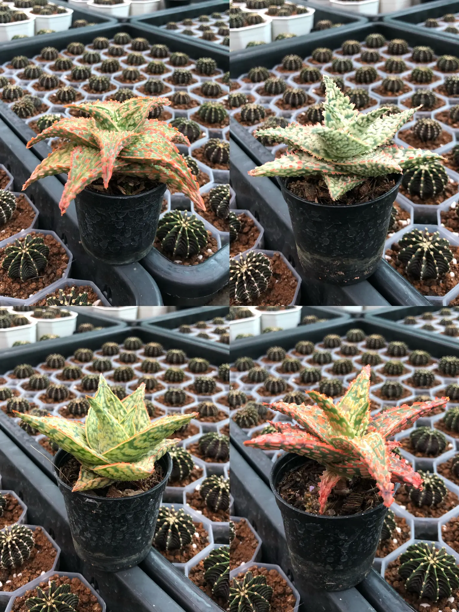 มอบ Aloe hybrid ให้คนที่เรารัก! | แกลเลอรีที่โพสต์โดย Middag Cactus | Lemon8