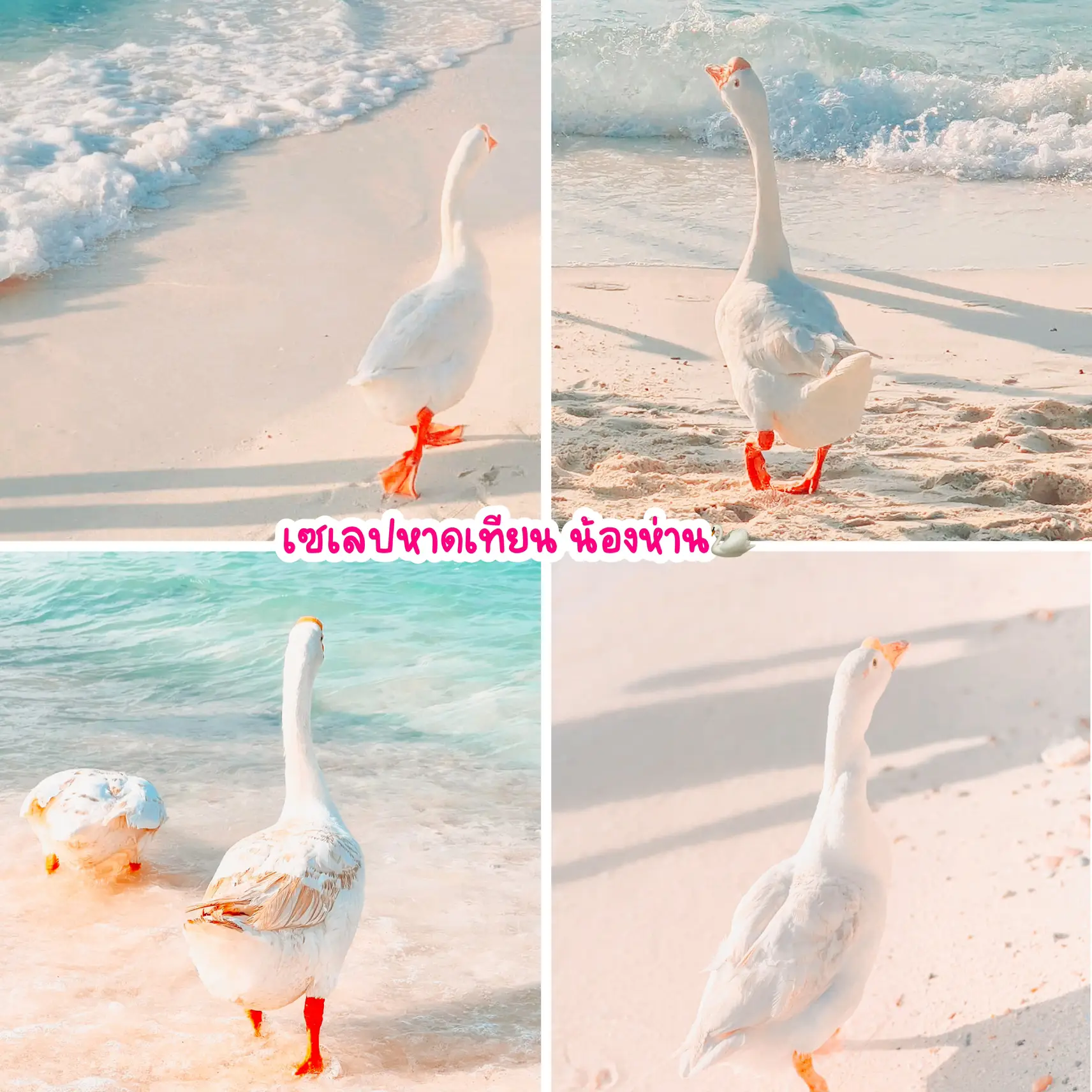 หาดเทียน - เกาะล้าน หาดที่ฮอตสุดที่สุดของเกาะล้าน🏝️🫶🏻 | แกลเลอรีที่ ...