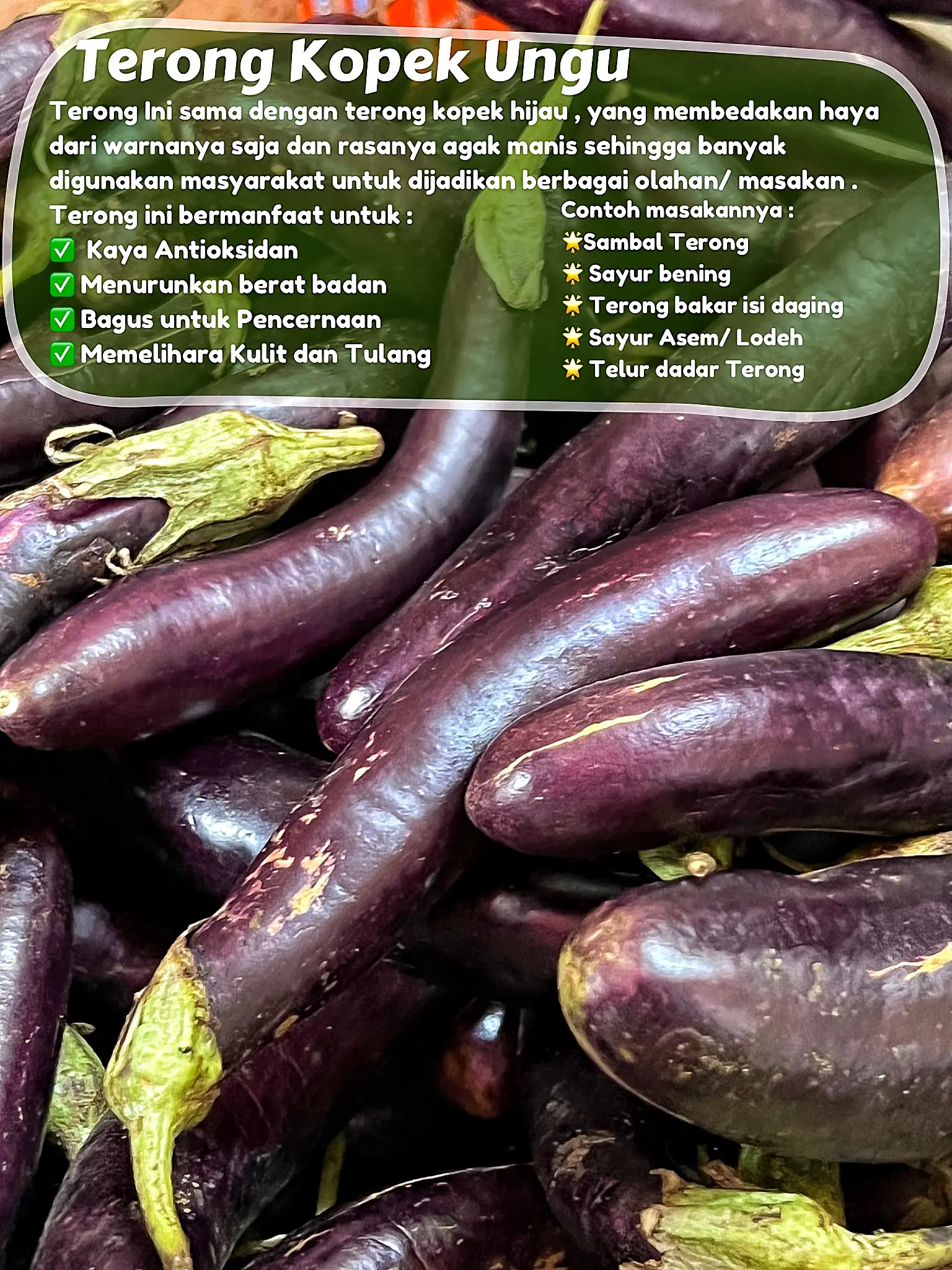 JENIS TERONG DANA CONTOH MASAKANNYA | Galeri diposting oleh zheazee ...