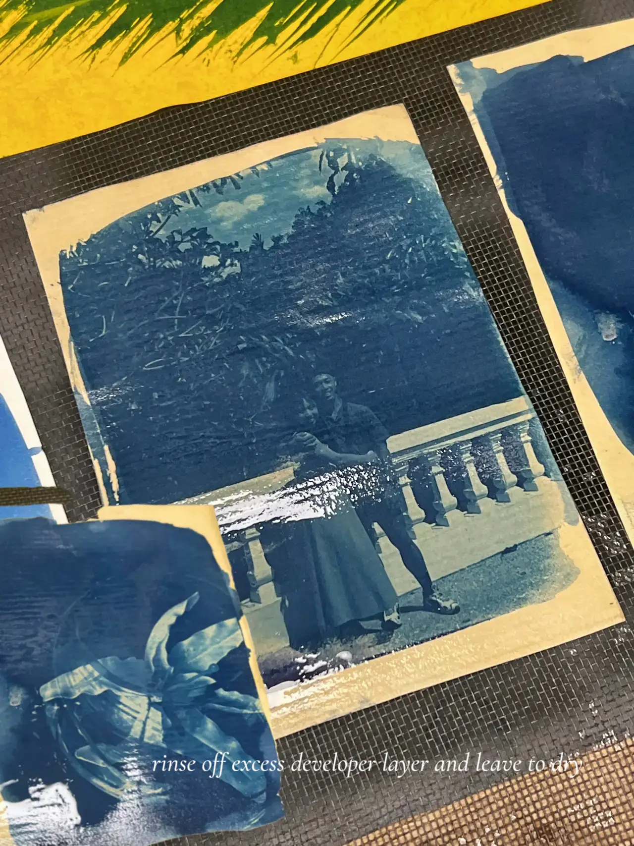cyanotype printing process - Lemon8 Search
