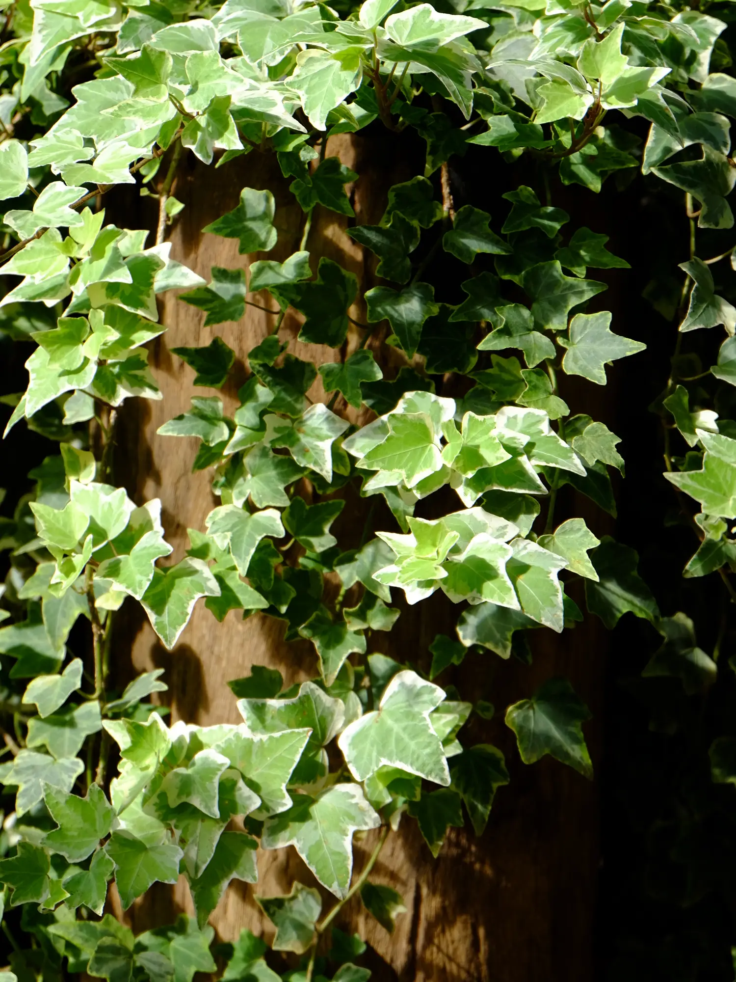 Ivy ivy is the most bang. 🤣 | Gallery posted by blossomgirl🌸 | Lemon8