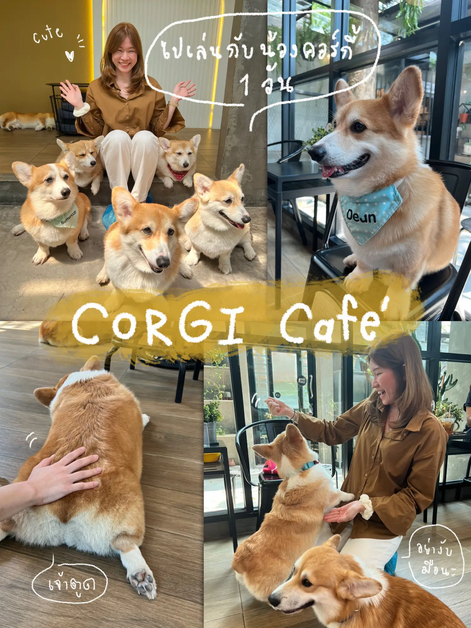 Corgi Cafe 🐶 น้องคอร์กี้น่ารักม๊ากกก 😍 | แกลเลอรีที่โพสต์โดย puifainaka | Lemon8