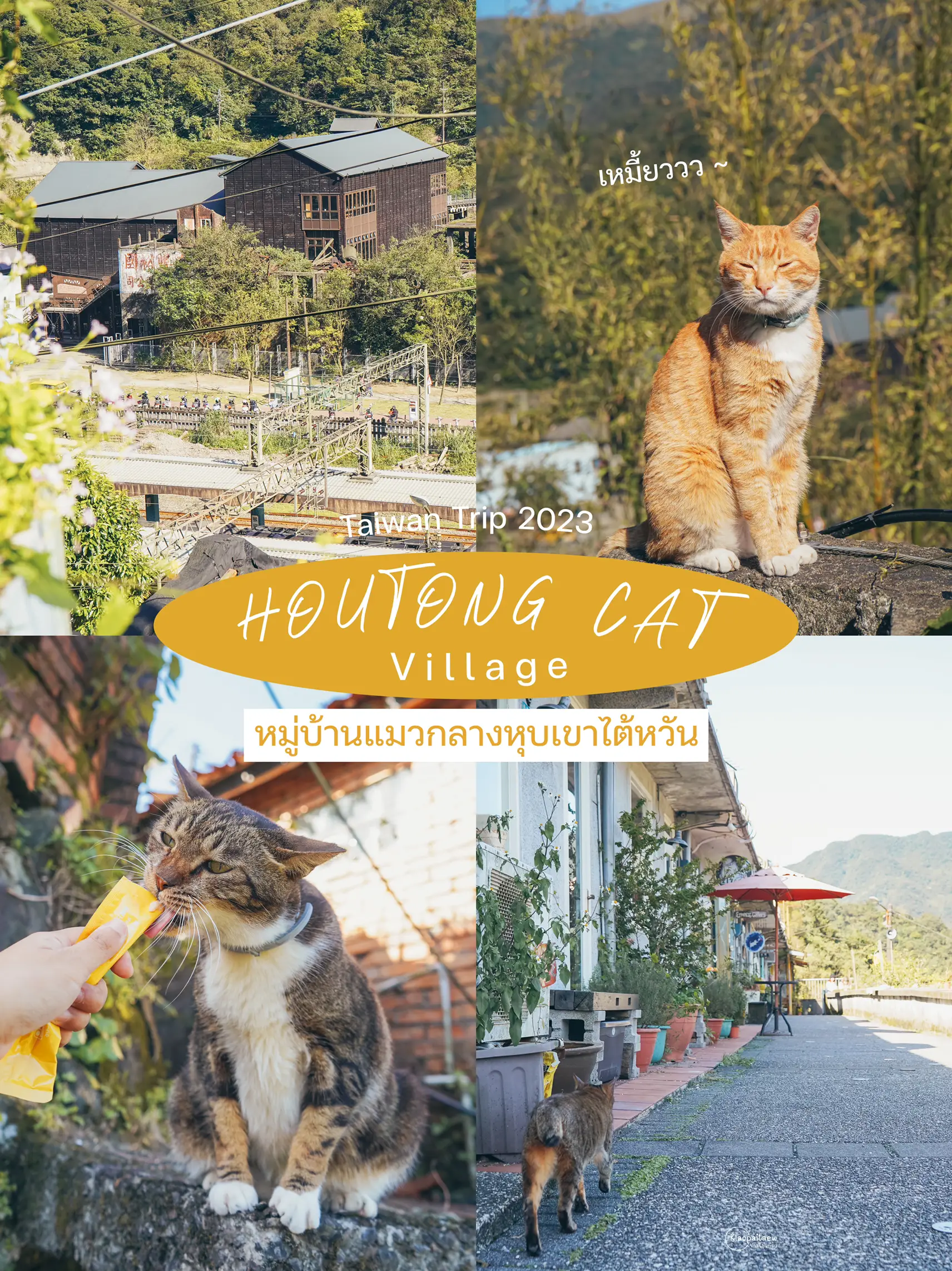 𝑯𝒐𝒖𝒕𝒐𝒏𝒈 𝑪𝒂𝒕 𝑽𝒊𝒍𝒍𝒂𝒈𝒆 , 𝐓𝐚𝐢𝐰𝐚𝐧 🐈🇹🇼🍃 | แกลเลอรีที่โพสต์โดย ก้าวไปเที่ยว ...