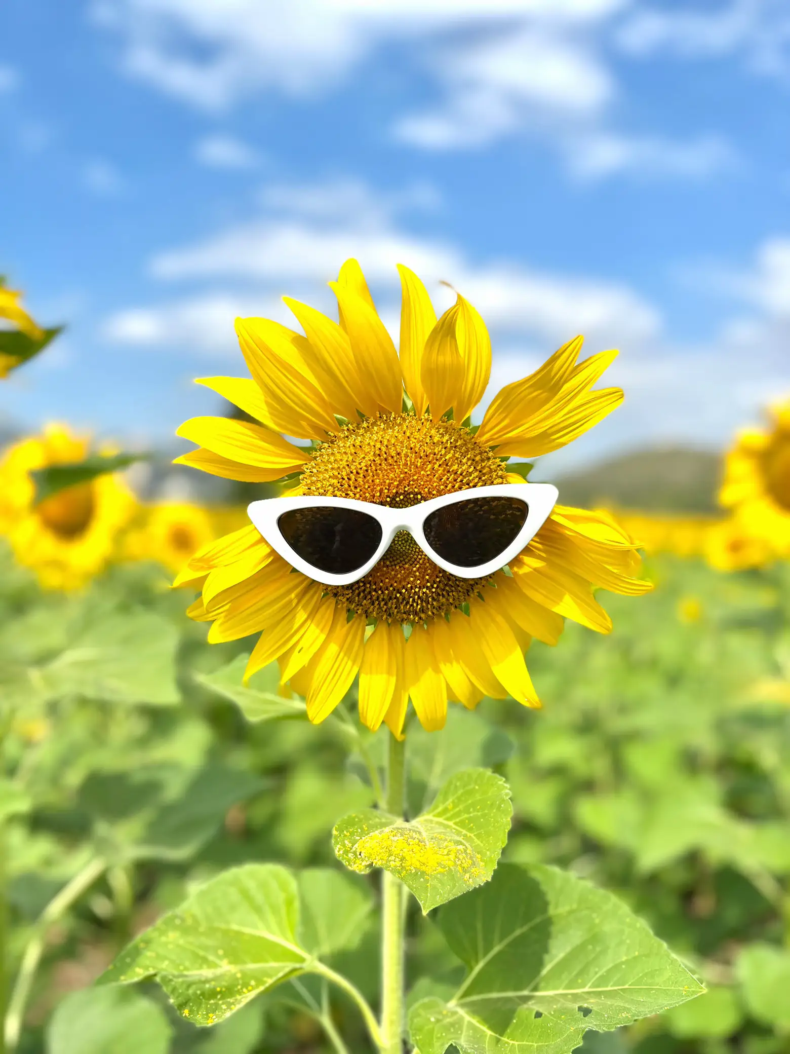 Sunflower fields are blooming. Let's take pictures. 🌻🌻 | Gallery posted by Bell Cooking | Lemon8