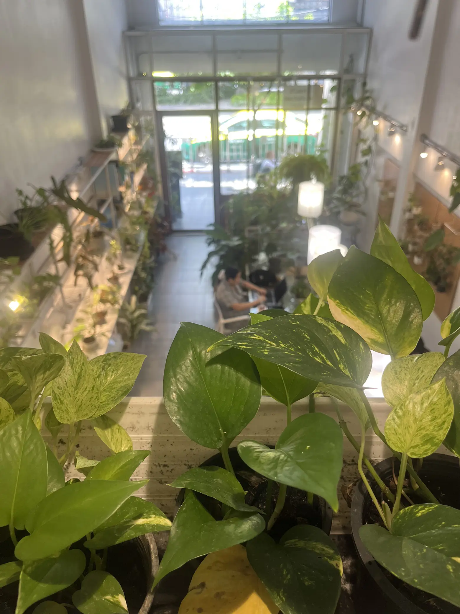 Plant Workshop Cafe คาเฟ่ล้อมไปด้วยต้นไม้ ใกล้BTSราชเทวี | Gallery posted by tuthaaaa | Lemon8