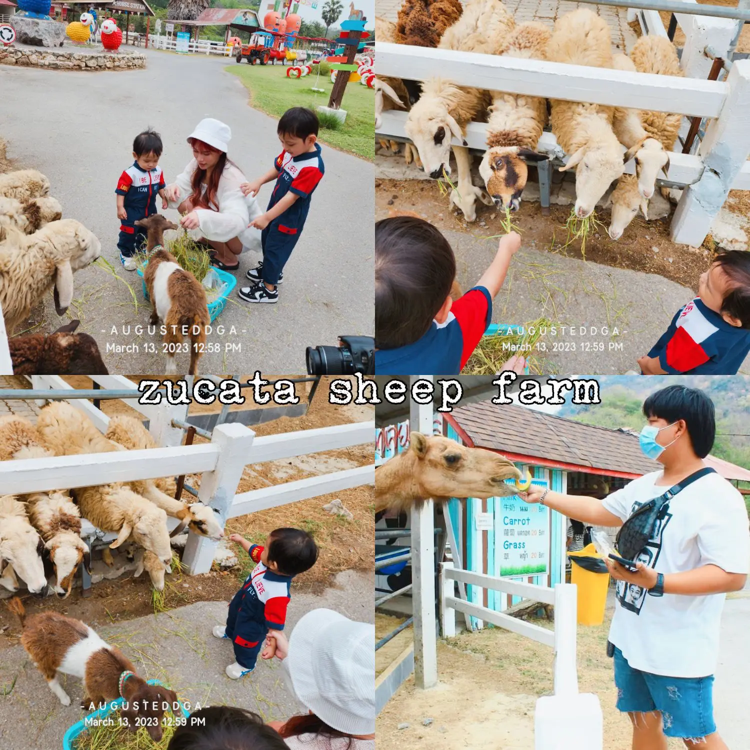 จุดเช็คอินชะอำ 📍zucata sheep farm | แกลเลอรีที่โพสต์โดย Louktarn LW ...