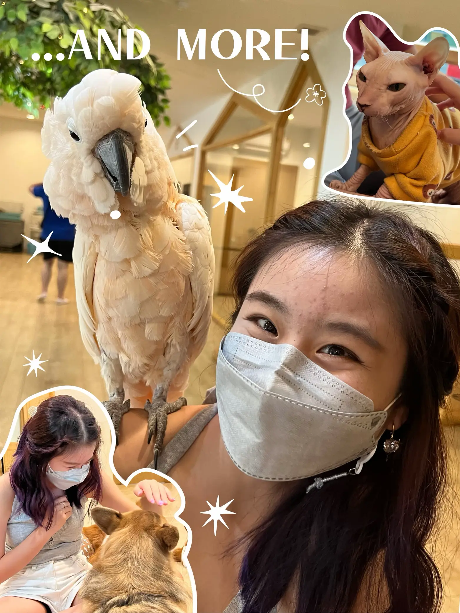 best capybara cafe in Bangkok - Lemon8 Search