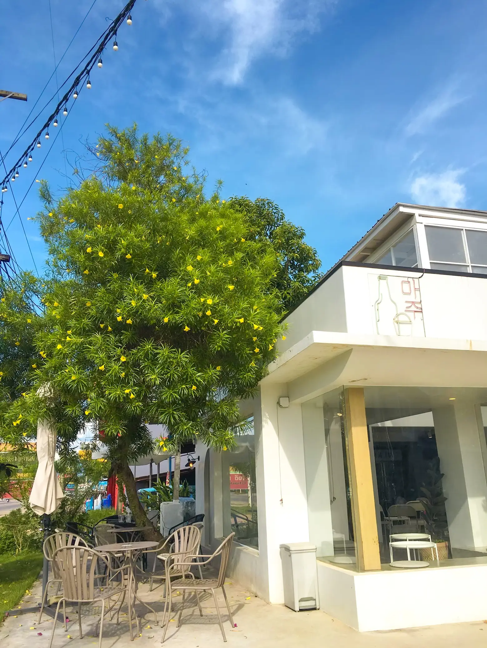 คาเฟ่พะเยาสุดปังงง Maju Cafe @เชียงคำ | แกลเลอรีที่โพสต์โดย 𝐦𝐦 ♡︎ | Lemon8