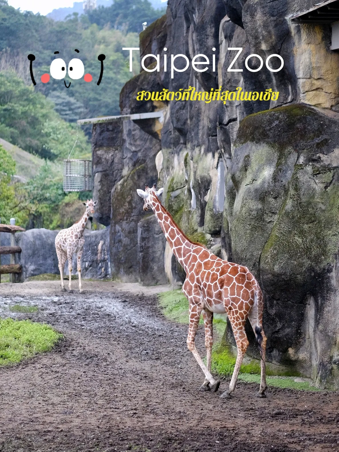 Taipei Zoo สวนสัตว์ ที่ใหญ่ที่สุดในเอเชีย 🦜 | แกลเลอรีที่โพสต์โดย ...