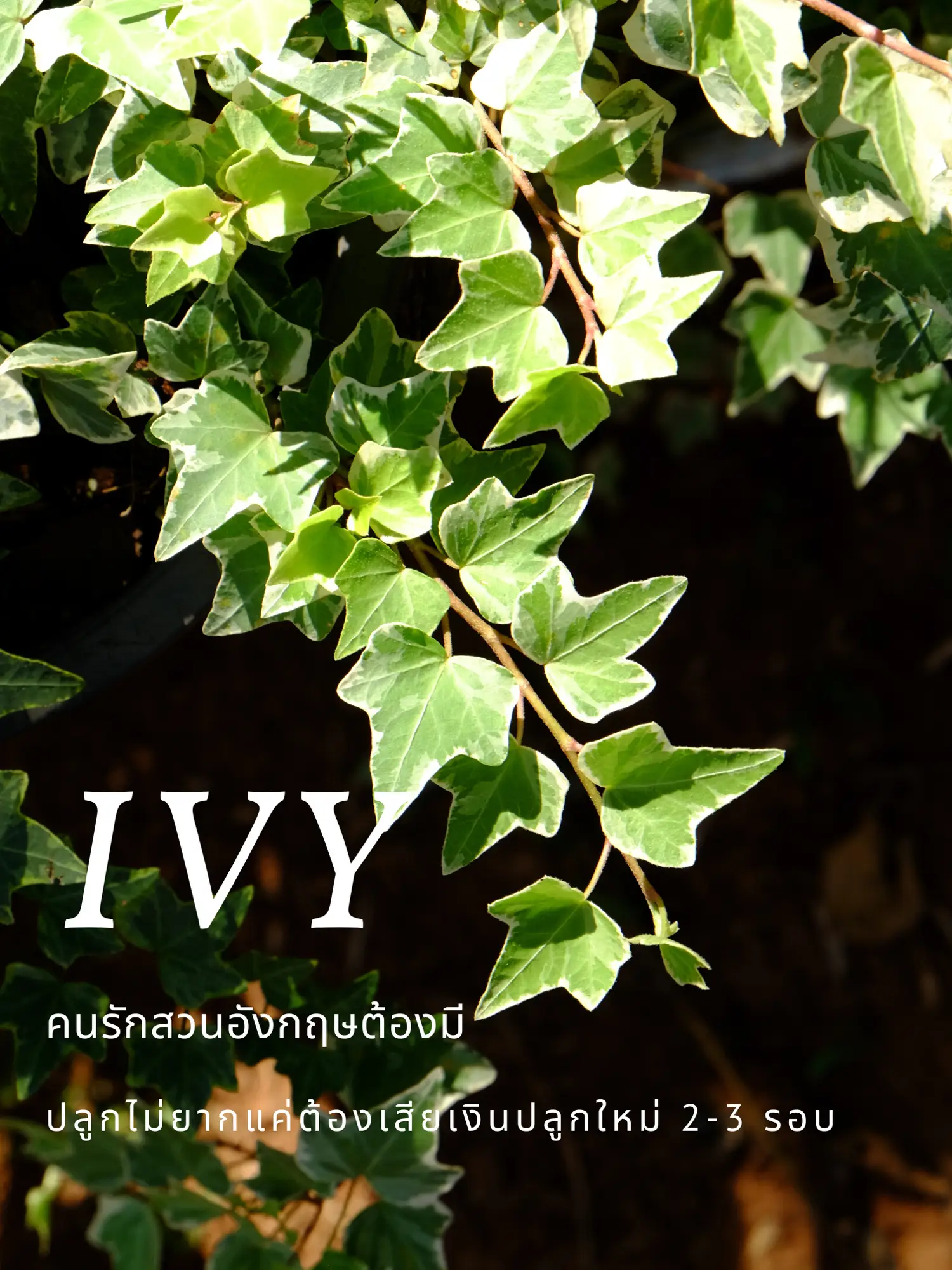 Ivy ivy is the most bang. 🤣 | Gallery posted by blossomgirl🌸 | Lemon8