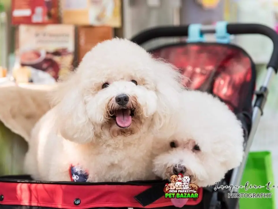 🇲🇾 Pet Bazaar l Create Good Memories with Your Pet | Galeri disiarkan ...