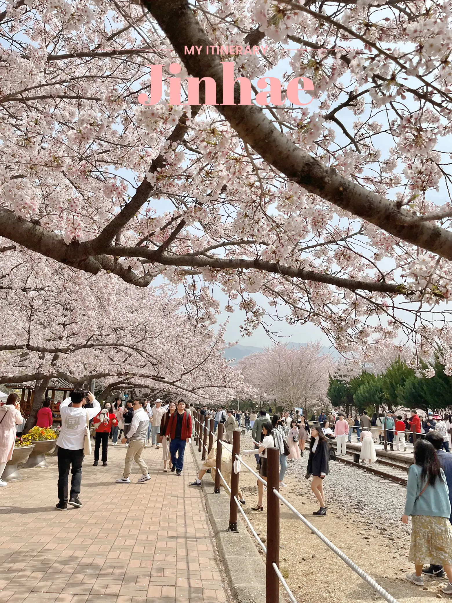 เที่ยว Busan 3 วัน 2 คืน หน้าซากุระ🌸 รวมจุดเช็คอิน | แกลเลอรีที่โพสต์ ...