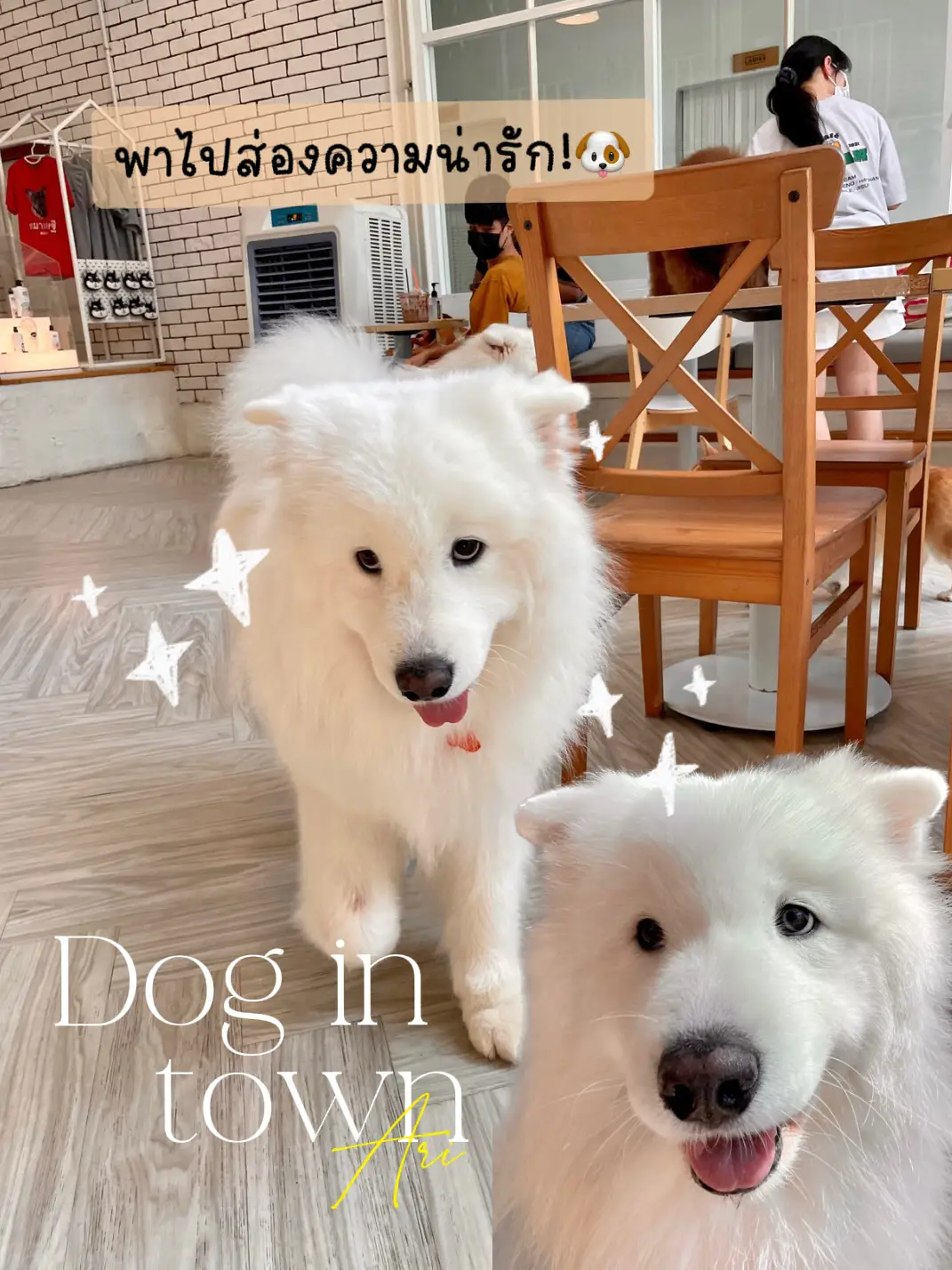 พาไปส่องความน่ารักน้องๆ🐶 @ Dog in town-Ari🫶🏻 | แกลเลอรีที่โพสต์โดย 💌 ...