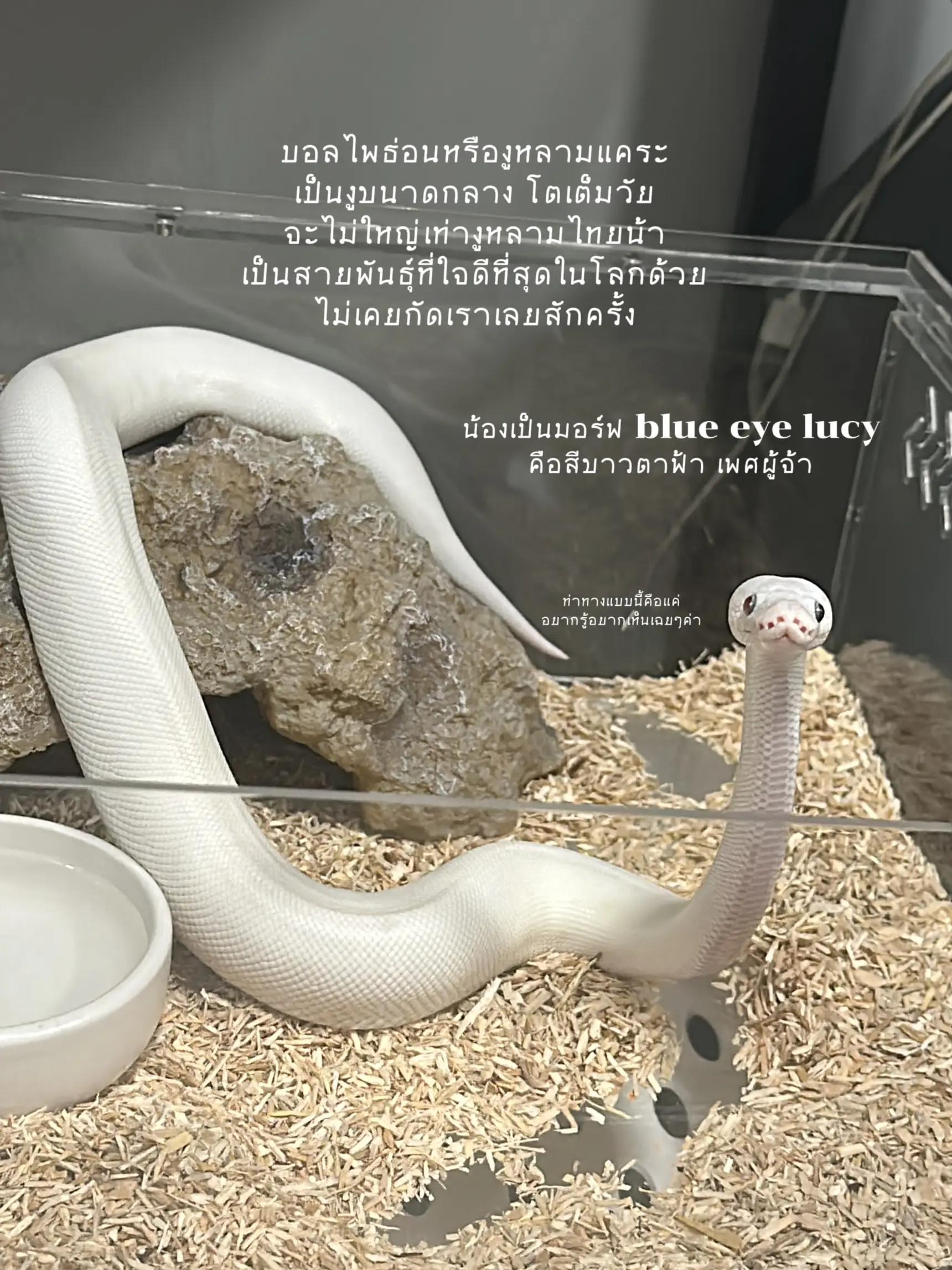 รีวิวเลี้ยงงูบอลไพธอน งูขาวมินิมอล | แกลเลอรีที่โพสต์โดย eye | Lemon8