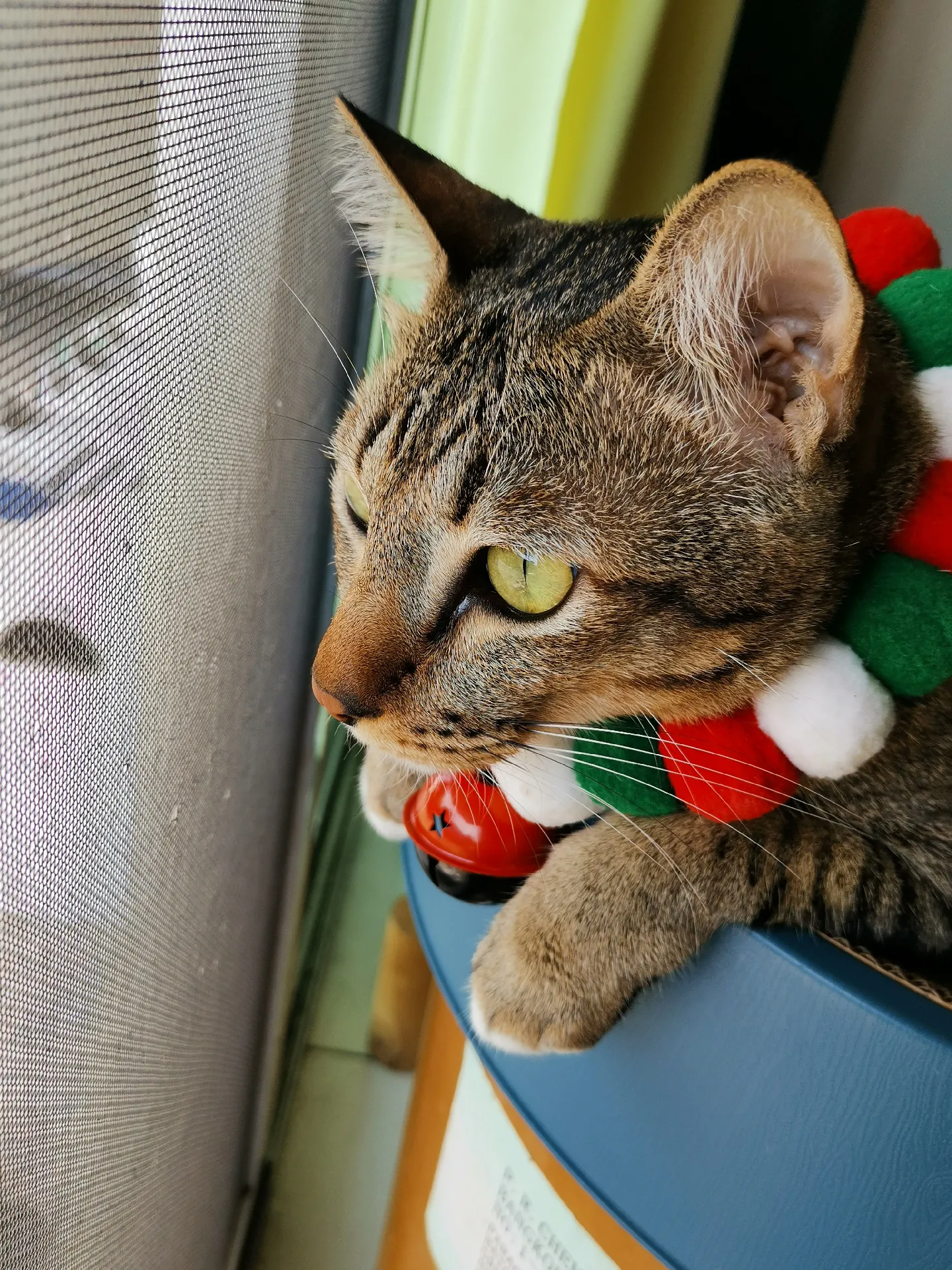 ใหญ่....กว่านี้มีอีกมั้ย..แม๊..🐱 | แกลเลอรีที่โพสต์โดย me_nine | Lemon8