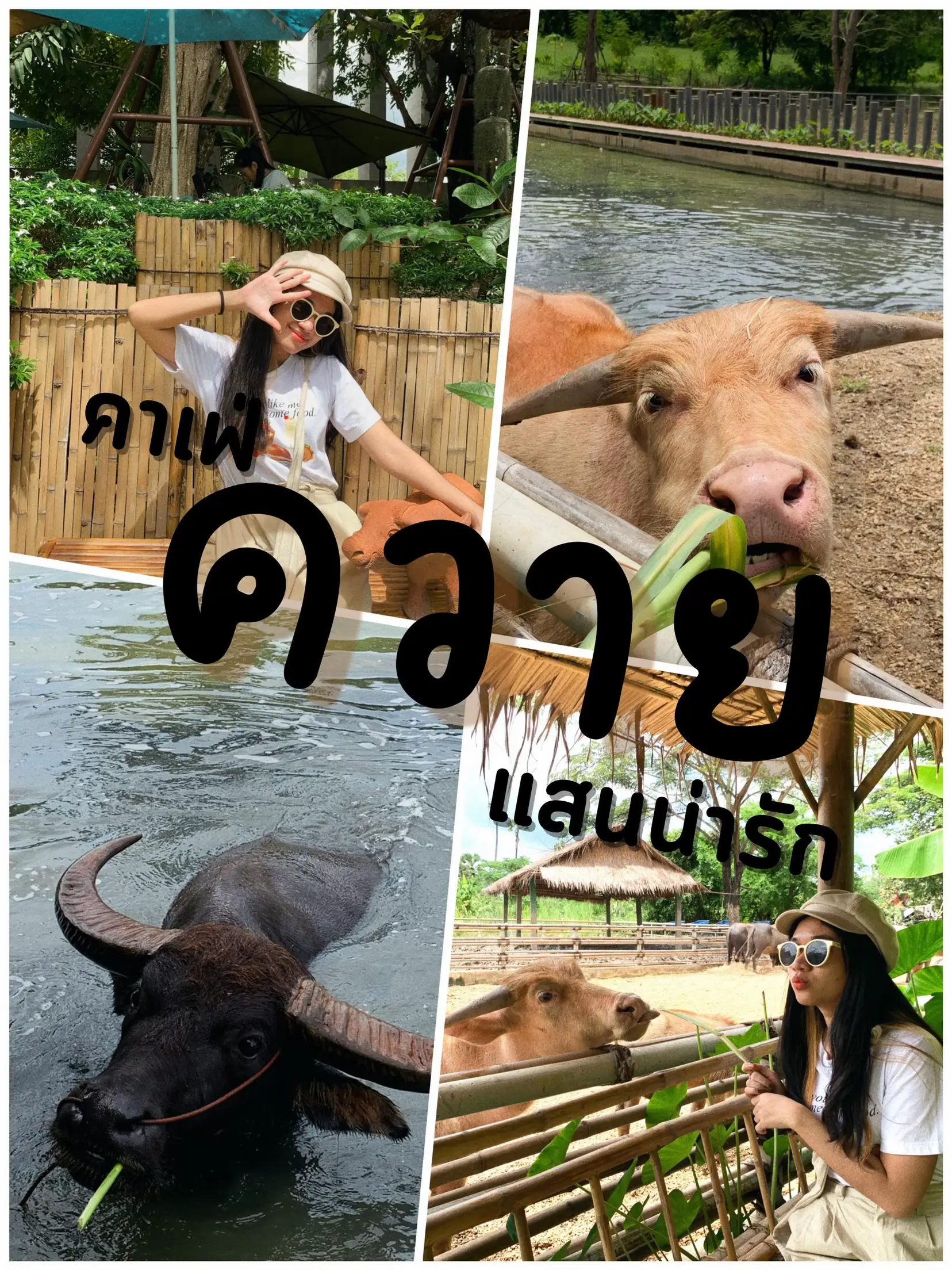 🐃คันนาคาเฟ่ คาเฟ่น้องควายสุดน่ารัก Pet lovers ห้ามพลาด🌾 | แกลเลอรีที่โพสต์โดย tuktaratchata | Lemon8