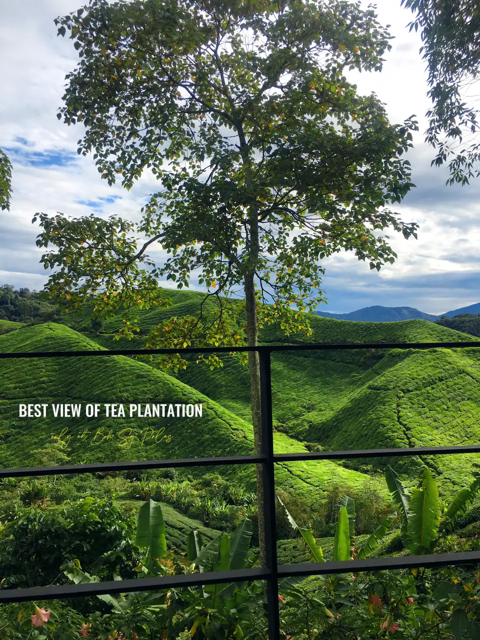 LADANG TEH BOH SG PALAS,CAMERON HIGHLANDS | Galeri disiarkan oleh Sue ...
