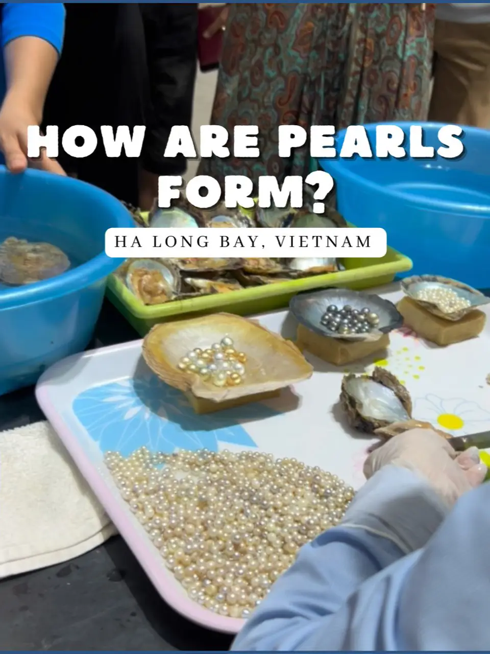 Have you ever wondered how pearls 🦪 are cultured? | วิดีโอที่เผยแพร่โดย ...