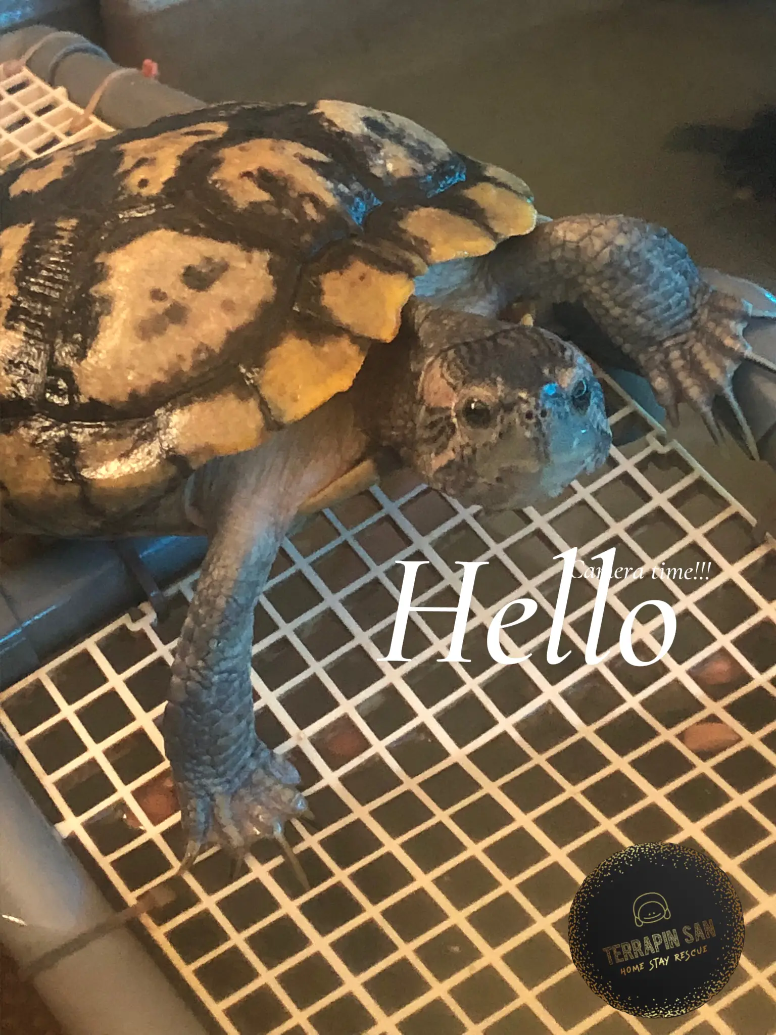 Red Slider Terrapin. | Gallery posted by Terrapin San SG | Lemon8