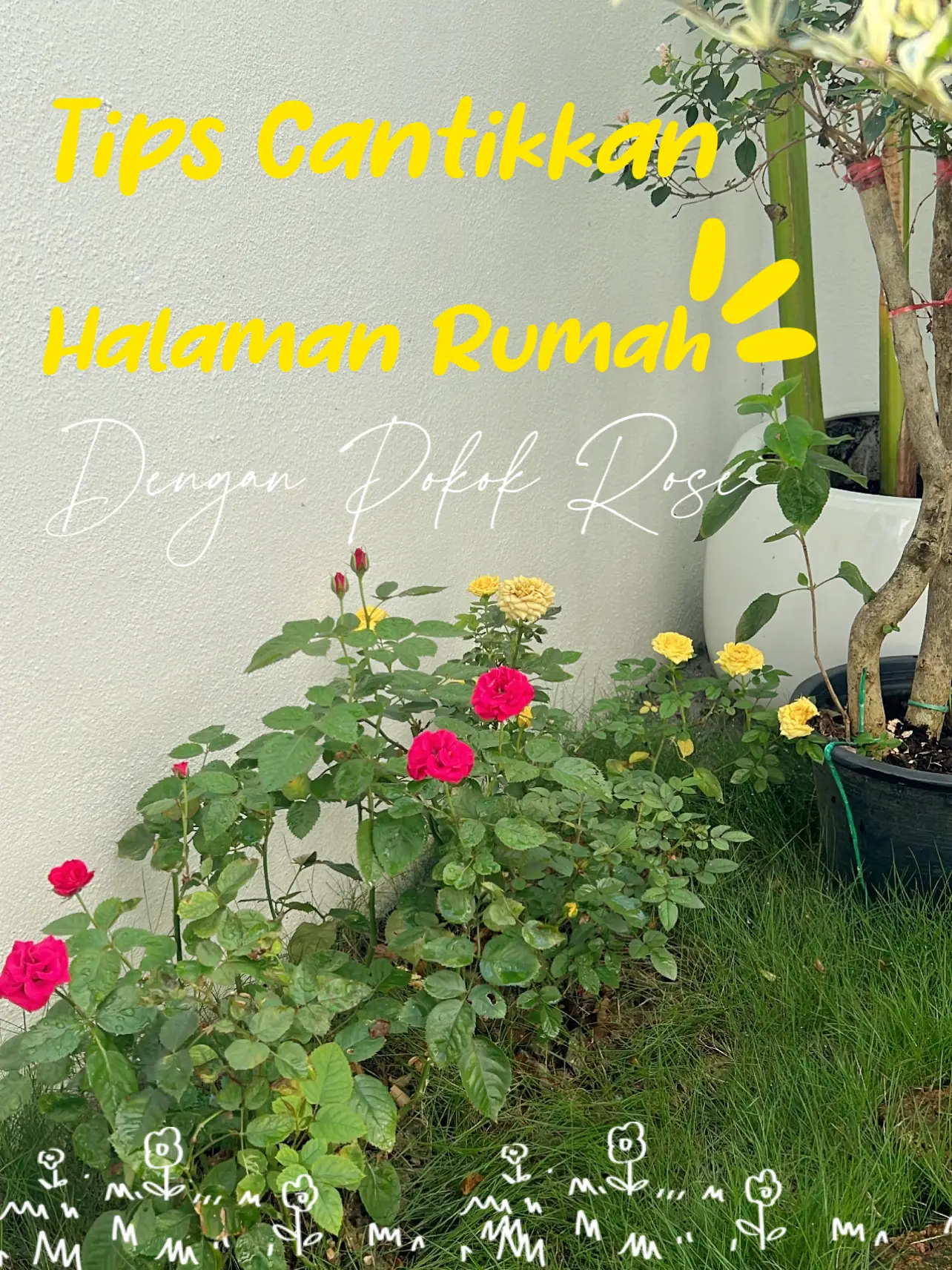 Tips Cantikkan Halaman Rumah With Pokok Rose 🌹 | Galeri disiarkan oleh ...