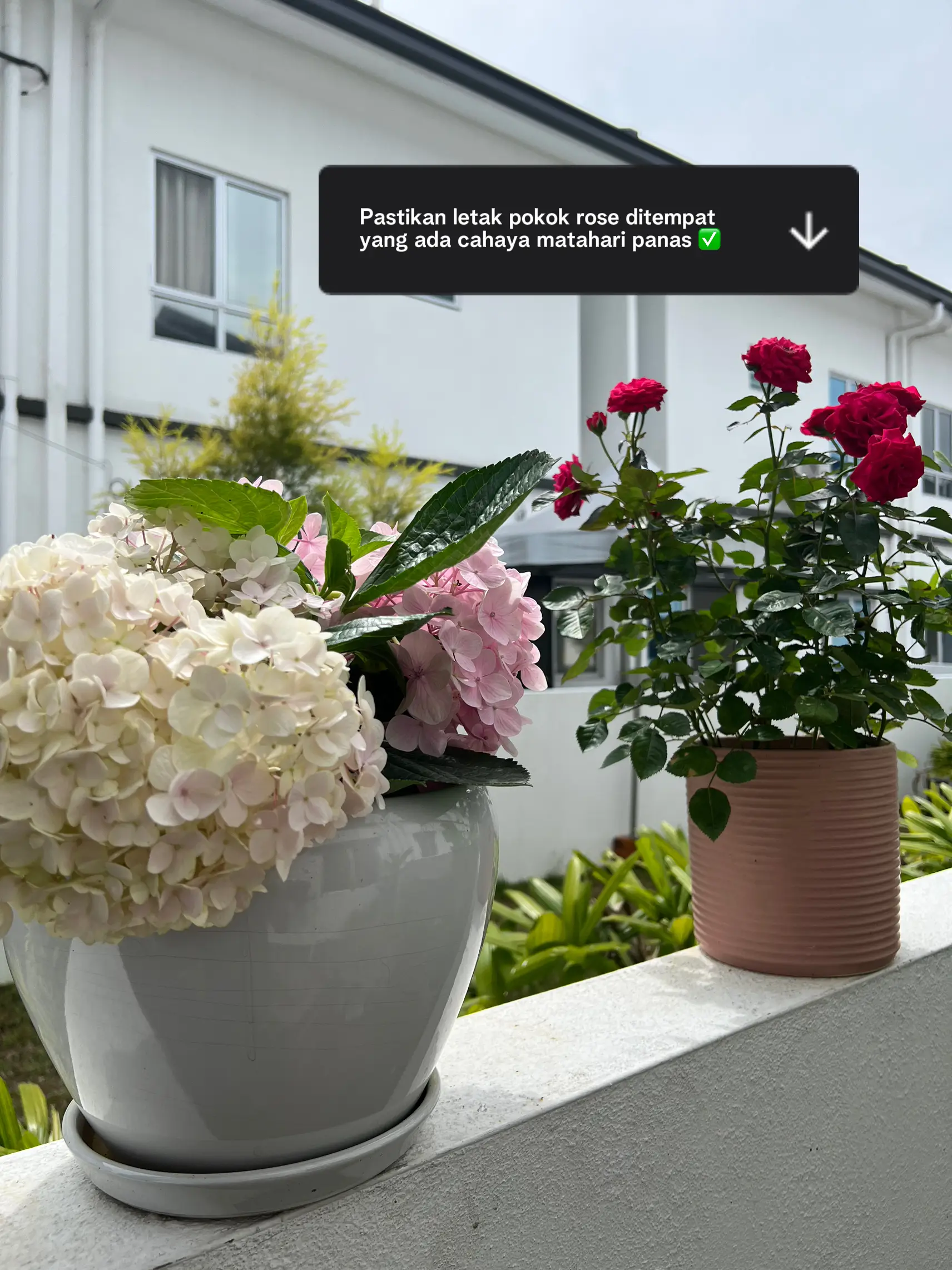 Tips Cantikkan Halaman Rumah With Pokok Rose 🌹 | Galeri disiarkan oleh ...