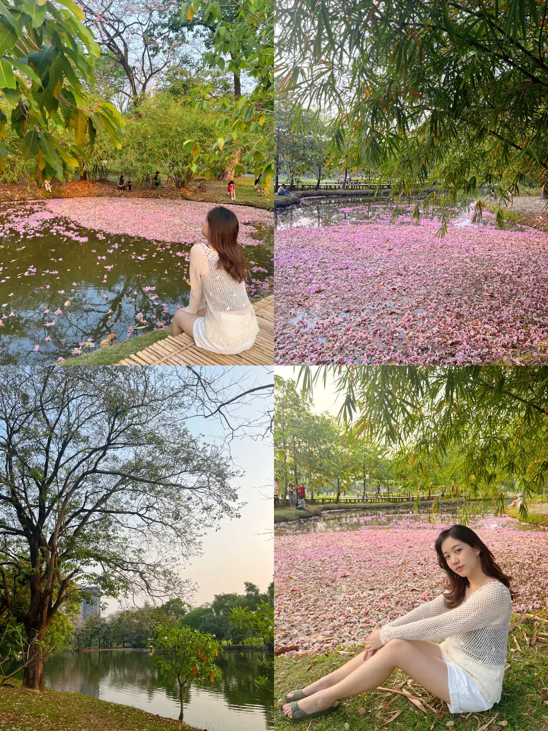 พาดูชมพูพันธุ์ทิพย์ที่สวนรถไฟ🌸 | แกลเลอรีที่โพสต์โดย Dear🫶🏻 | Lemon8