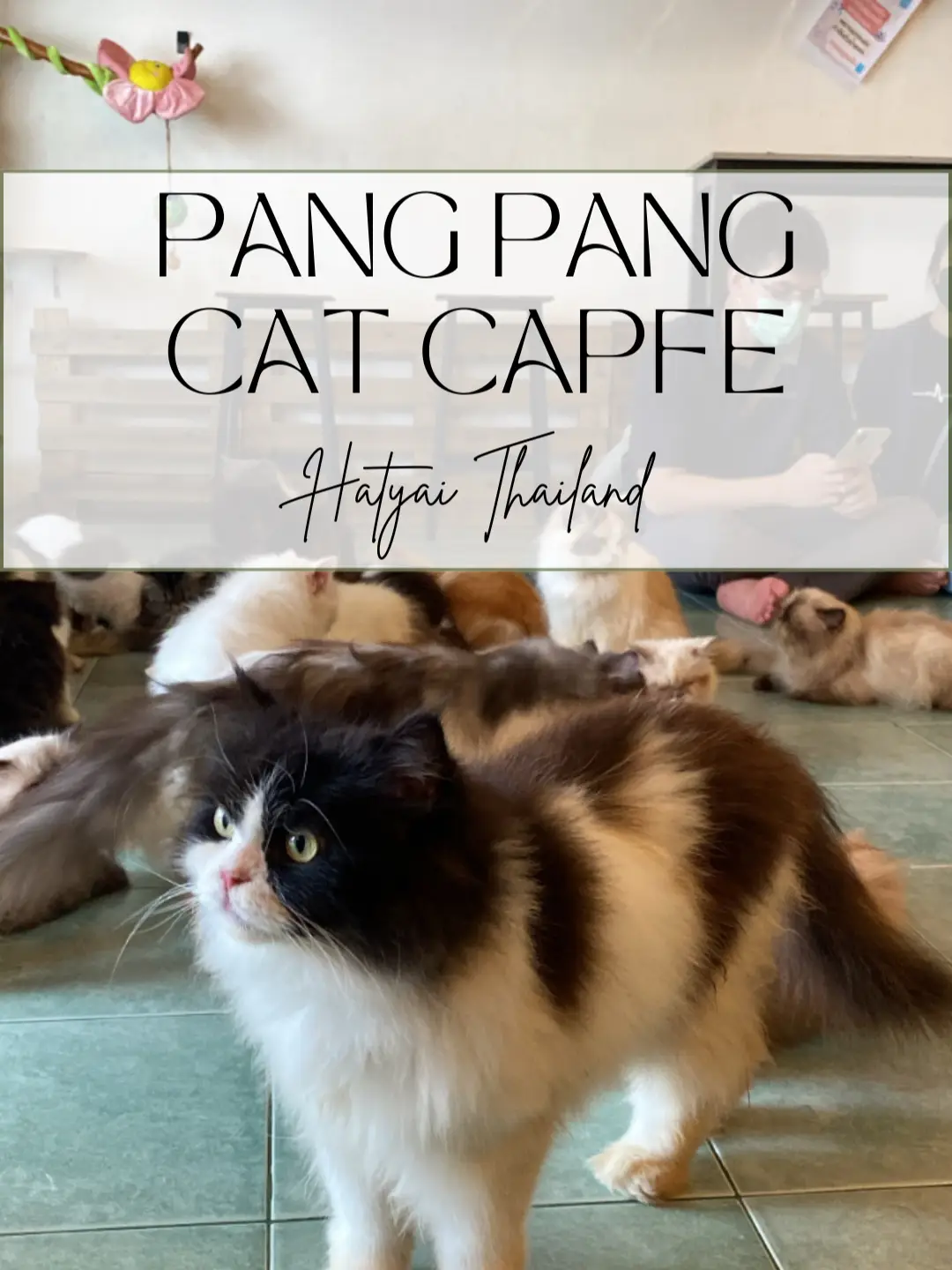 Pang Pang Cat Cafe | Hatyai | วิดีโอที่เผยแพร่โดย JONO | Lemon8