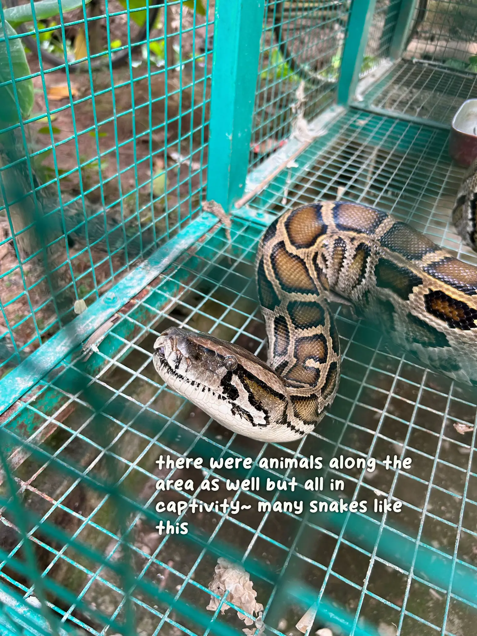 EXPLORING MEKONG DELTA! | snakes, crocs & sampans🛶 | Gallery posted by ...