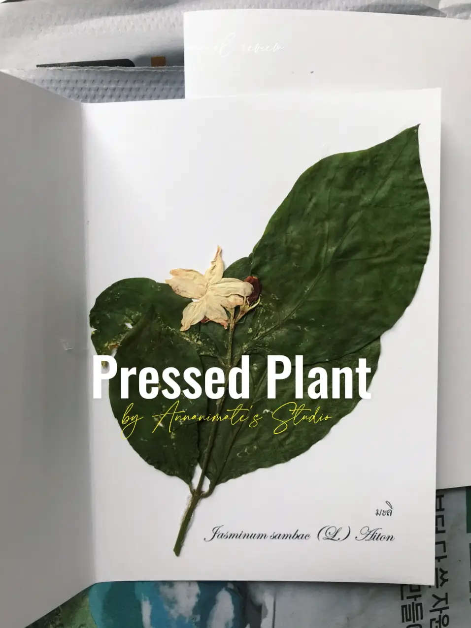 Pressed Plant by Annanimate’s Studio | แกลเลอรีที่โพสต์โดย Annanimate ...