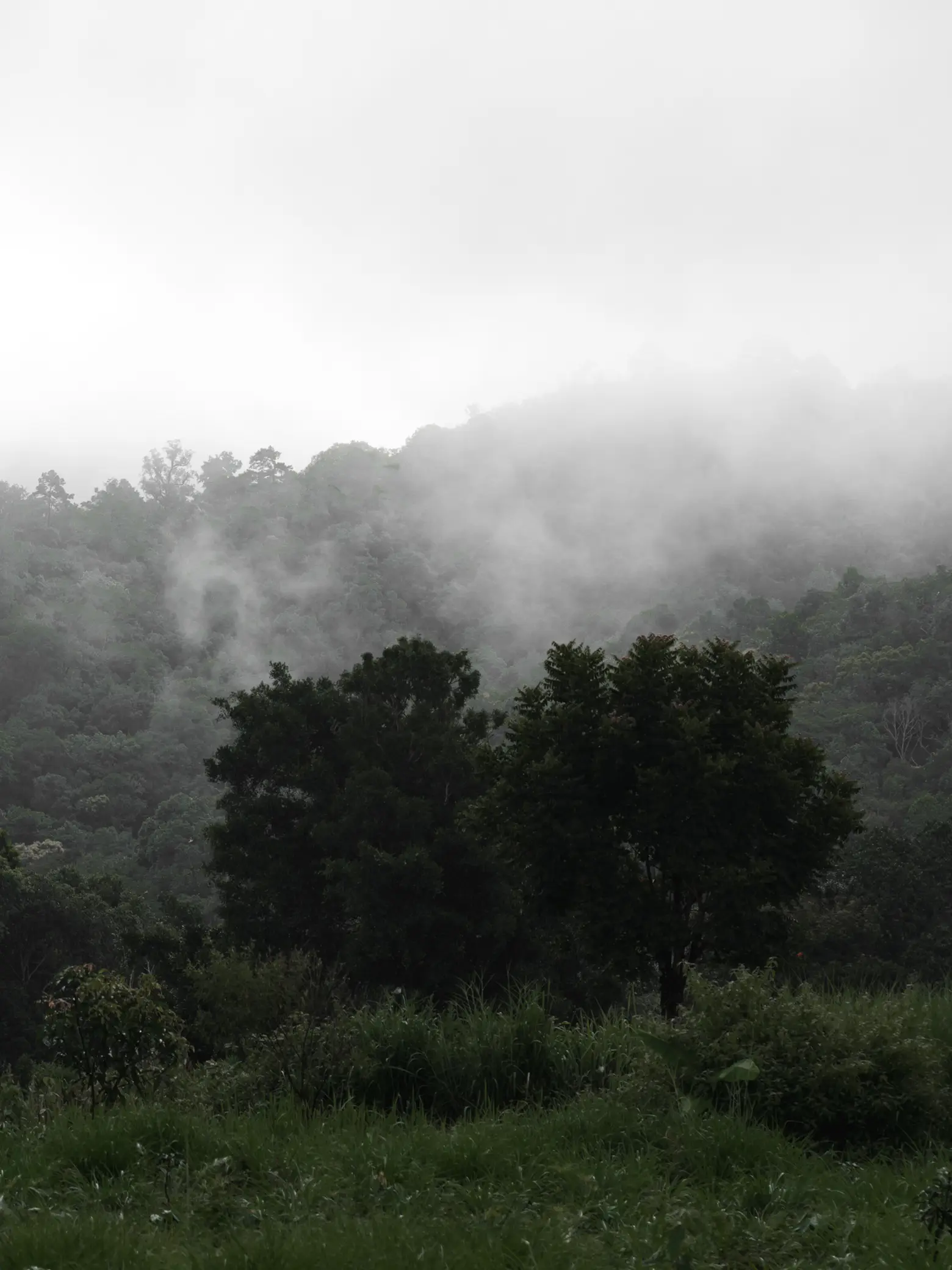 Doolaylay - Galyani vadhana 🍀 | แกลเลอรีที่โพสต์โดย Nan.chinalai | Lemon8