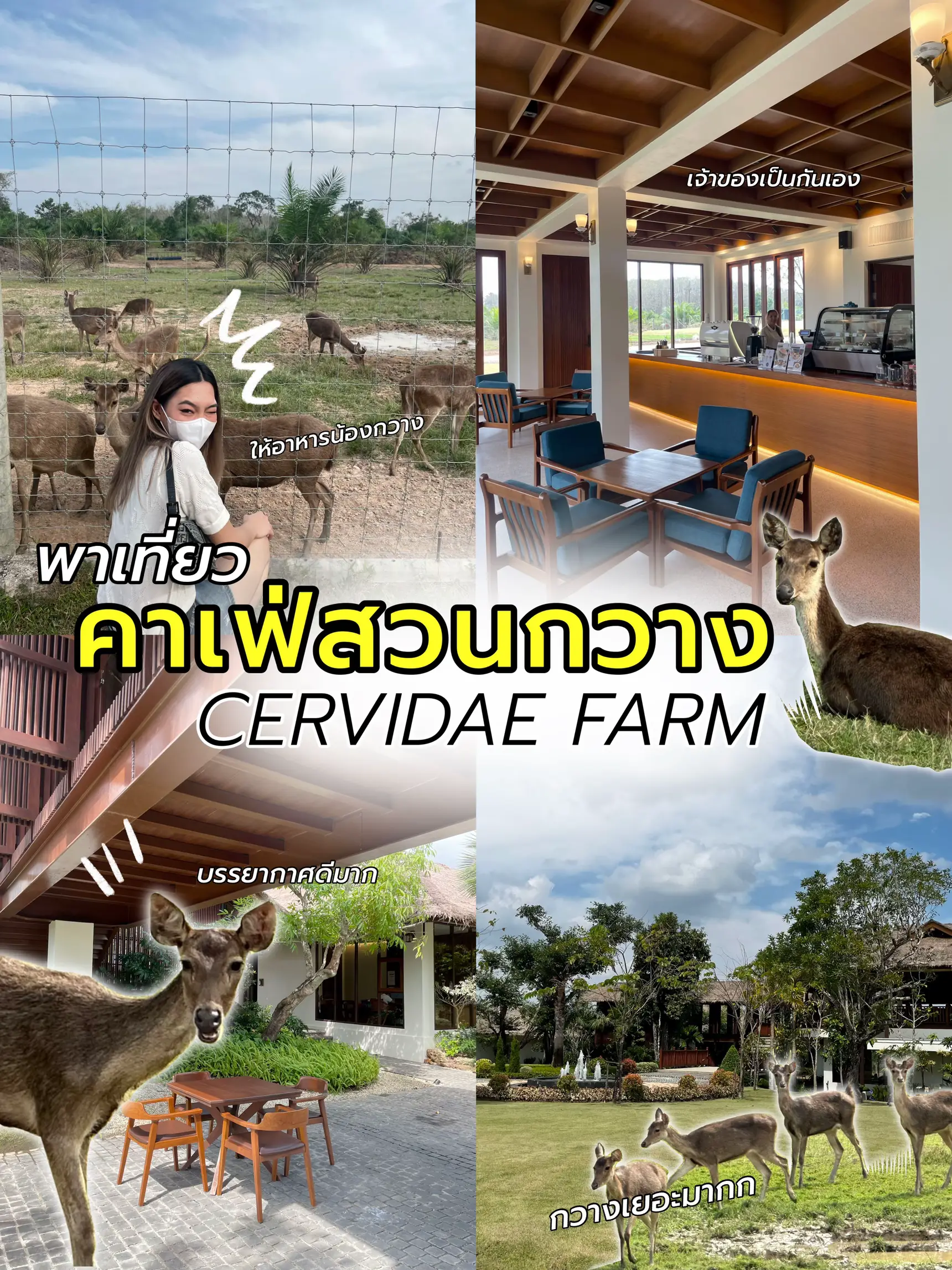 พาเที่ยวคาเฟ่สวนกวาง 🦌 | cervidae farm จ.ตรัง | แกลเลอรีที่โพสต์โดย ...