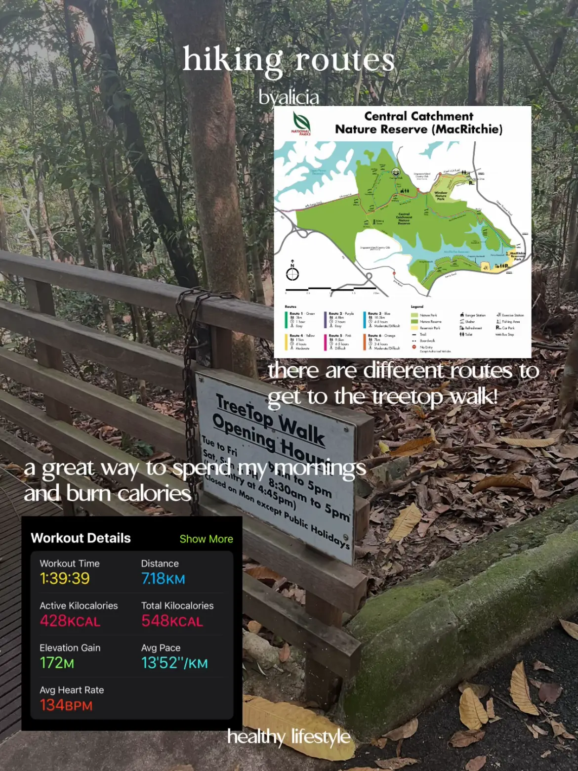macritchie treetop walk - a scenic hike 🌿 | Gallery posted by alicia ⋆ ...
