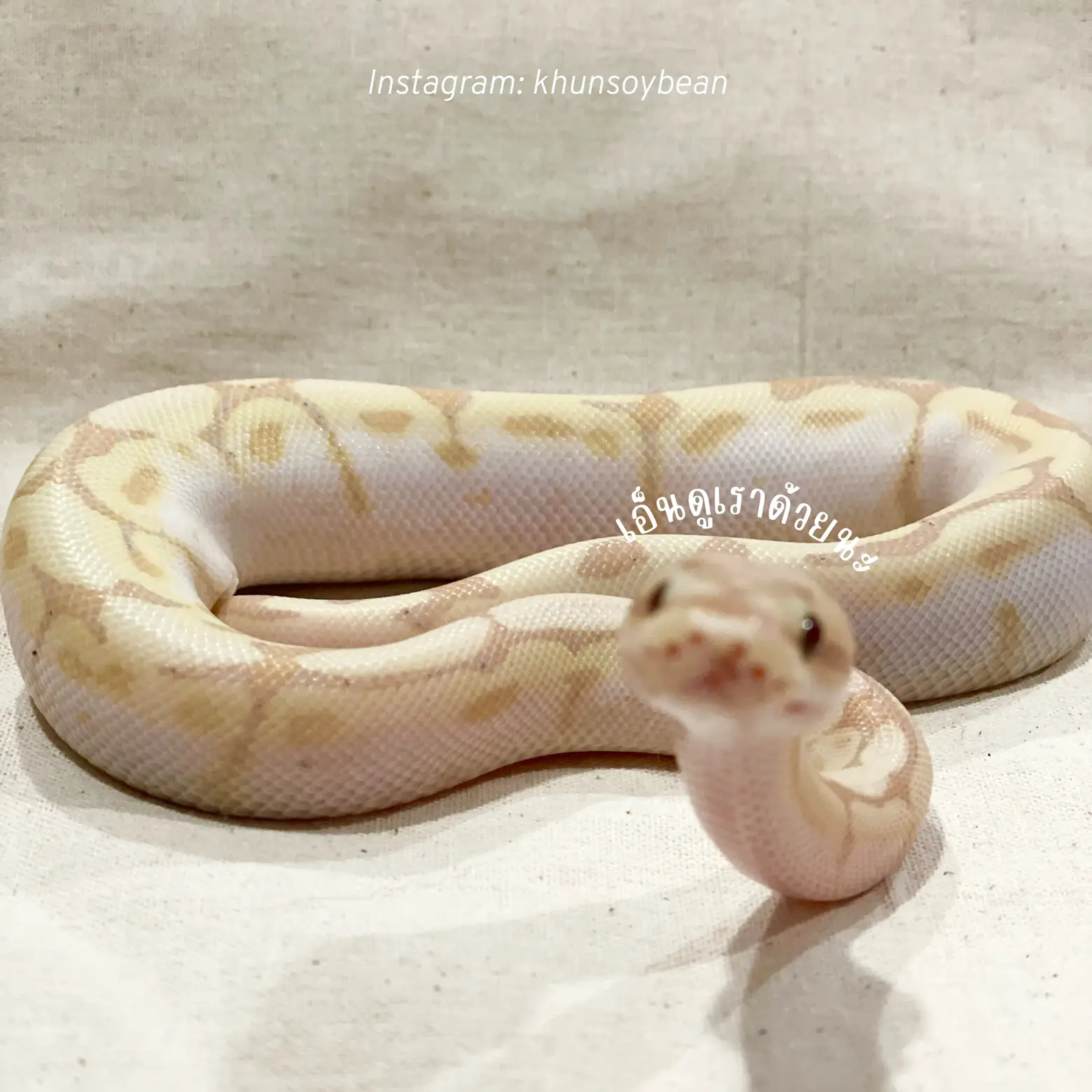 อวดงูตัวแรกก 🐍 | เลี้ยงงู EP.1 | แกลเลอรีที่โพสต์โดย JP | Lemon8