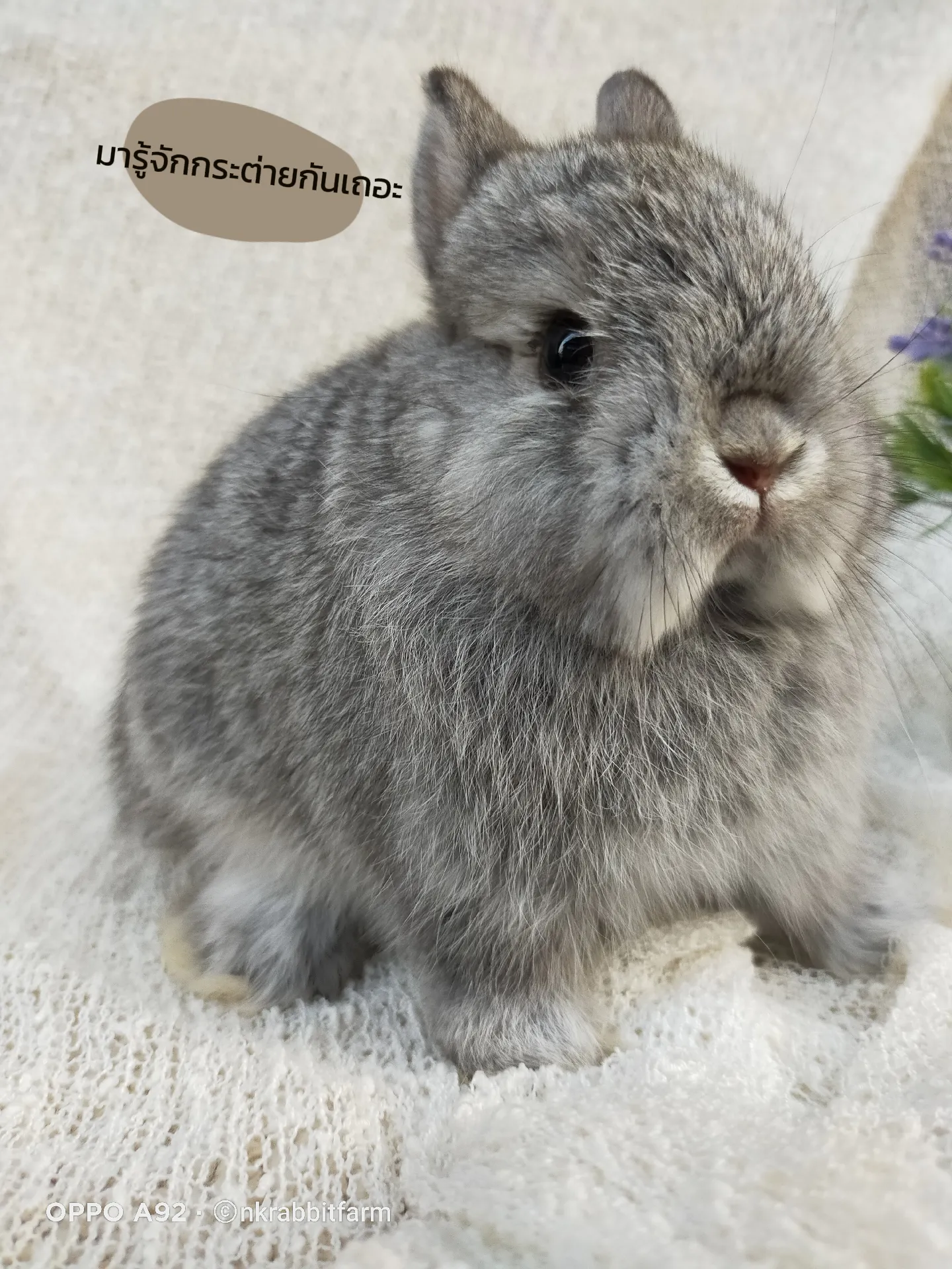 Let's get to know rabbits. | Gallery posted by nkrabbitfarm | Lemon8