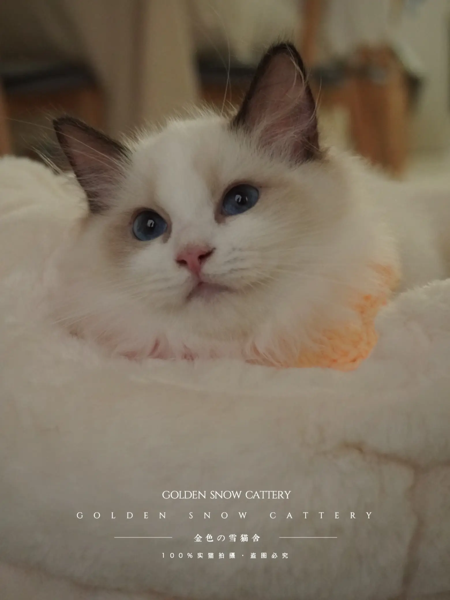 🇲🇾Ragdoll kitten untuk rehome | Galeri diposting oleh Goldensnow | Lemon8
