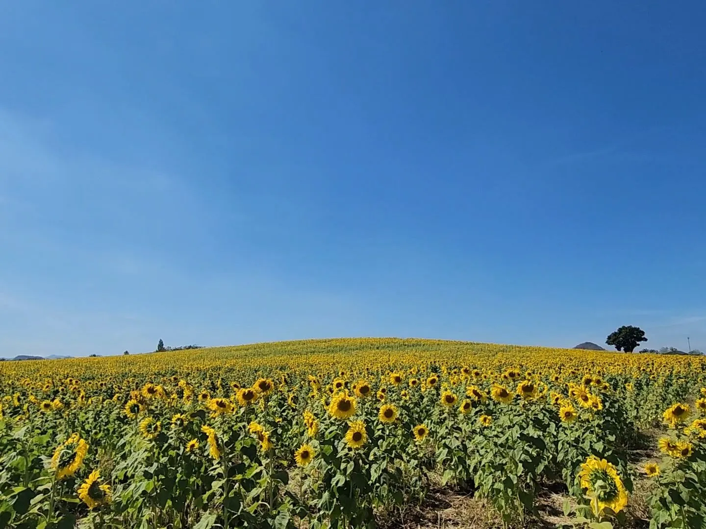 Sunflower Farm Tanay Rizal | Best Flower Site