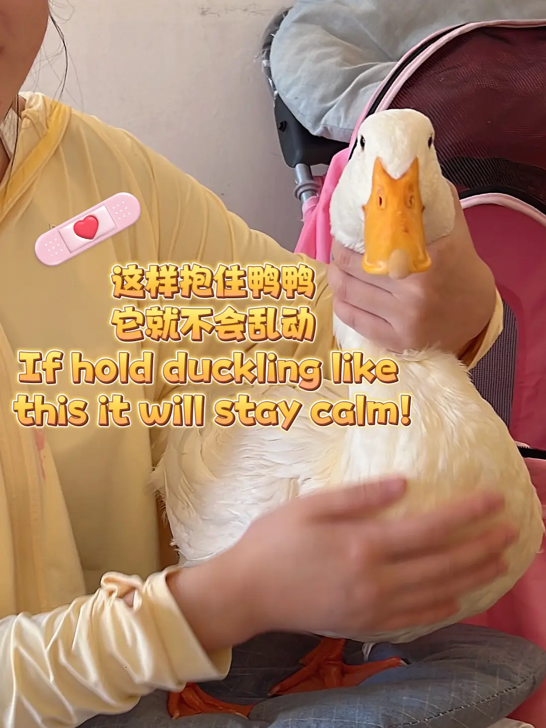 Cole Duck Cafe😍 I can’t stop caressing them!! | Gallery posted by Poppy ...