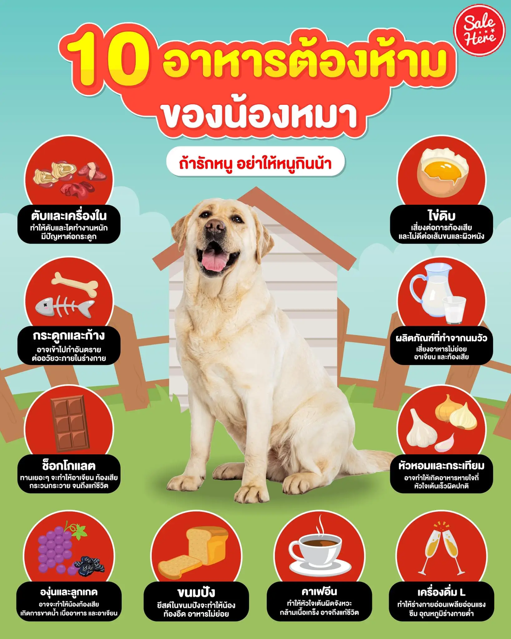 10 The Dog s Forbidden Food What Are You Looking At Gallery 10 The Dog s Forbidden Food What Are You Looking At Gallery
