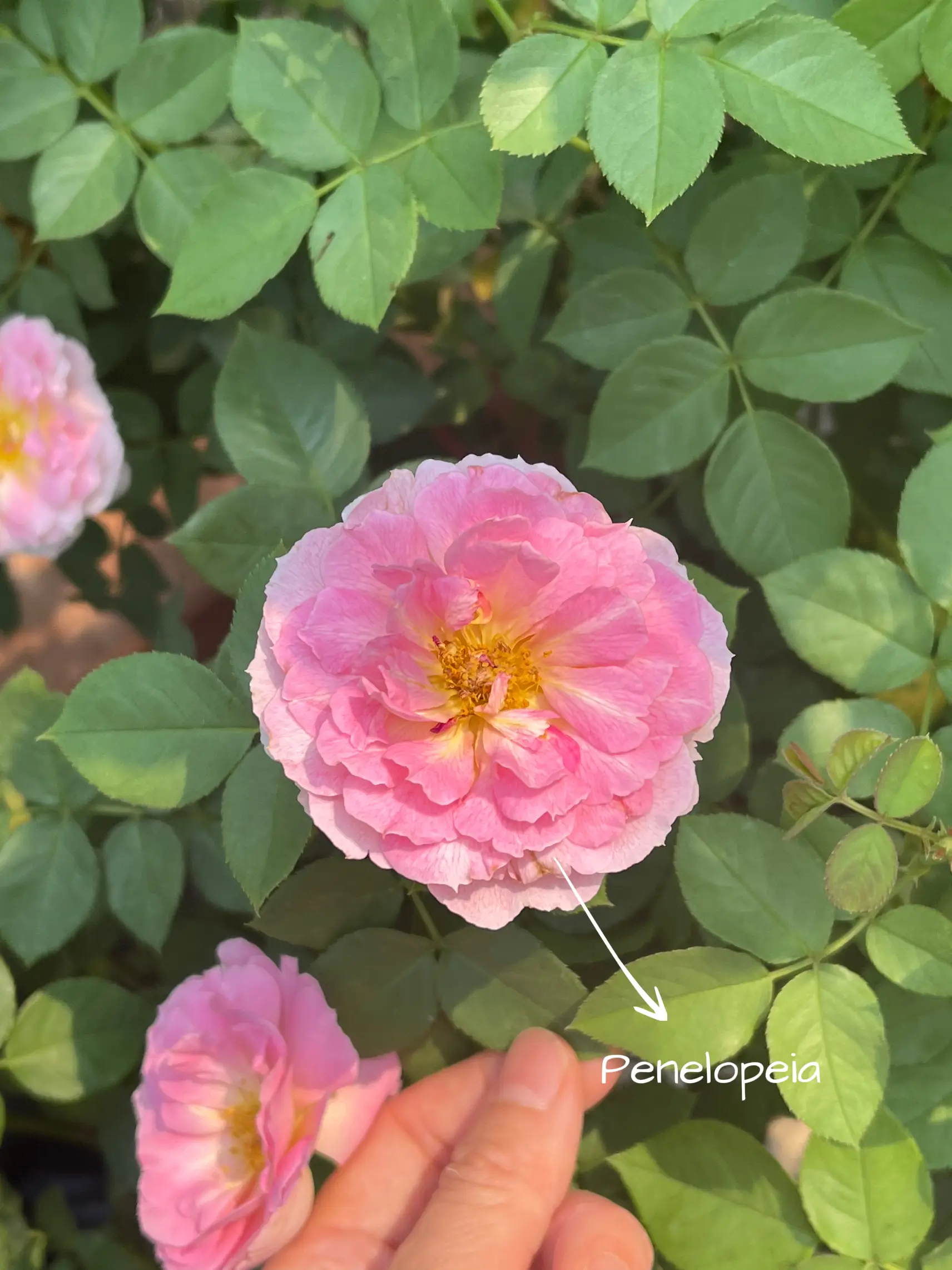 แจกพิกัด ร้านกุหลาบสวยปัง บางใหญ่ สายพันธุ์ต่างประเทศ 🫶🏻🌹 | แกลเลอรีที่ ...