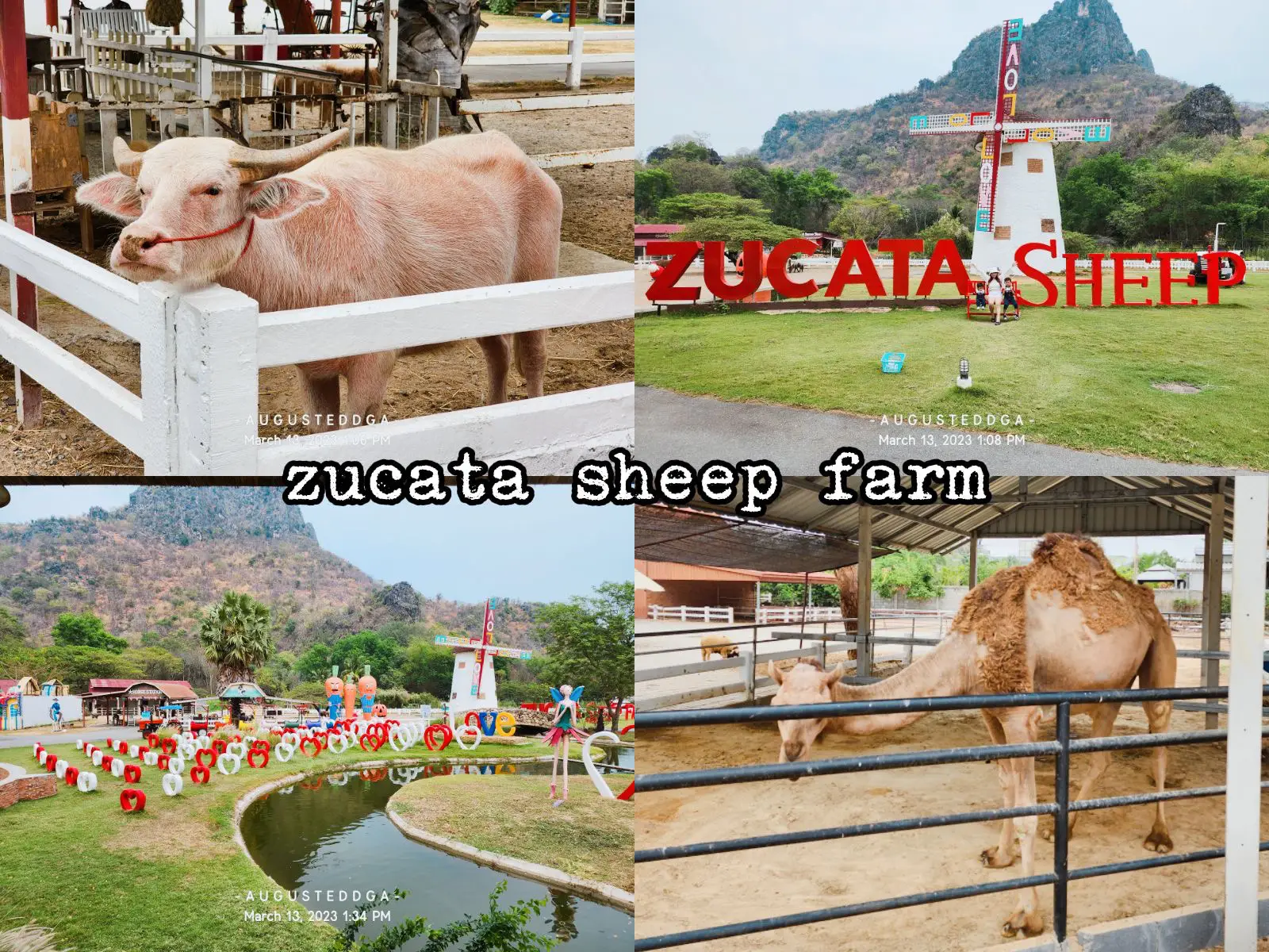 จุดเช็คอินชะอำ 📍zucata sheep farm | แกลเลอรีที่โพสต์โดย Louktarn LW | Lemon8