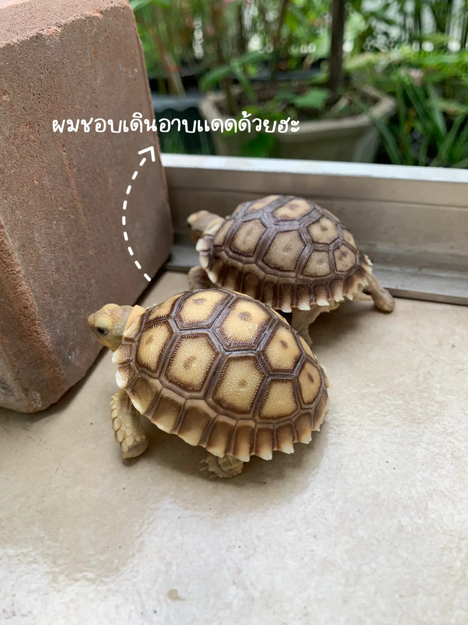 เลี้ยงเต่าชูกาต้าในที่แคบ - การค้นหาใน Lemon8