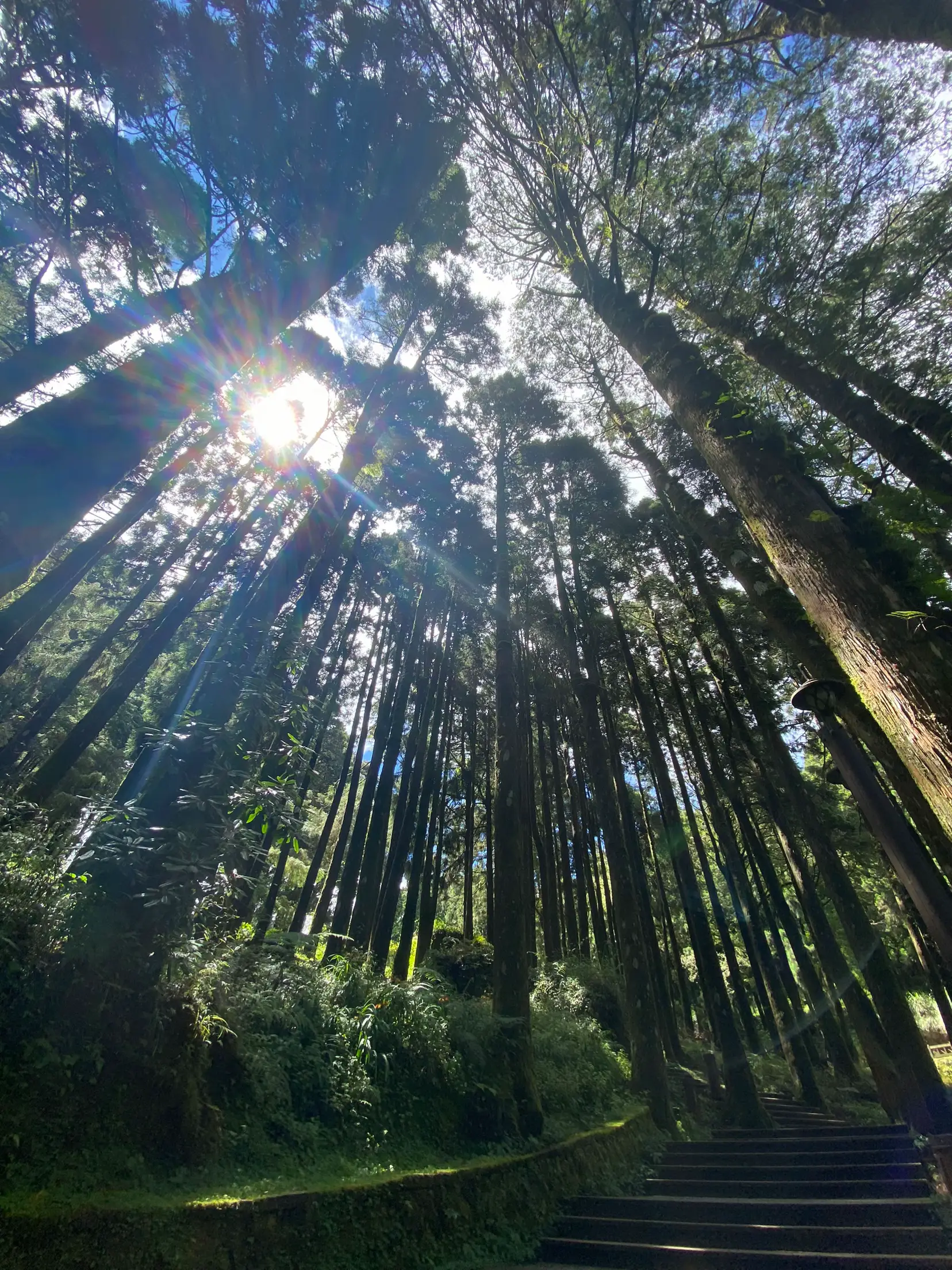 Alishan hiking trails for beginners - การค้นหาใน Lemon8